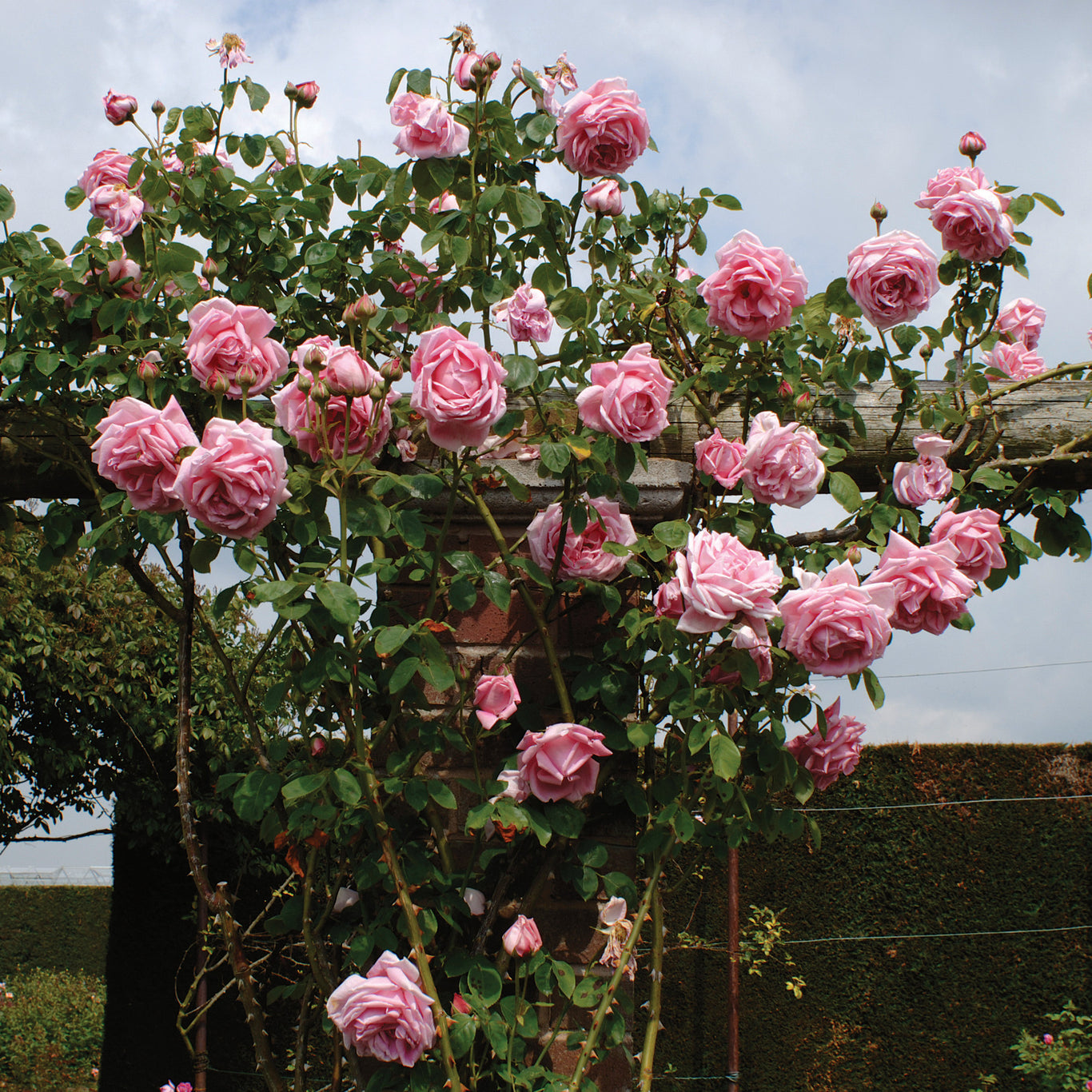 Mme. Caroline Testout | Climbing Rose | David Austin Roses