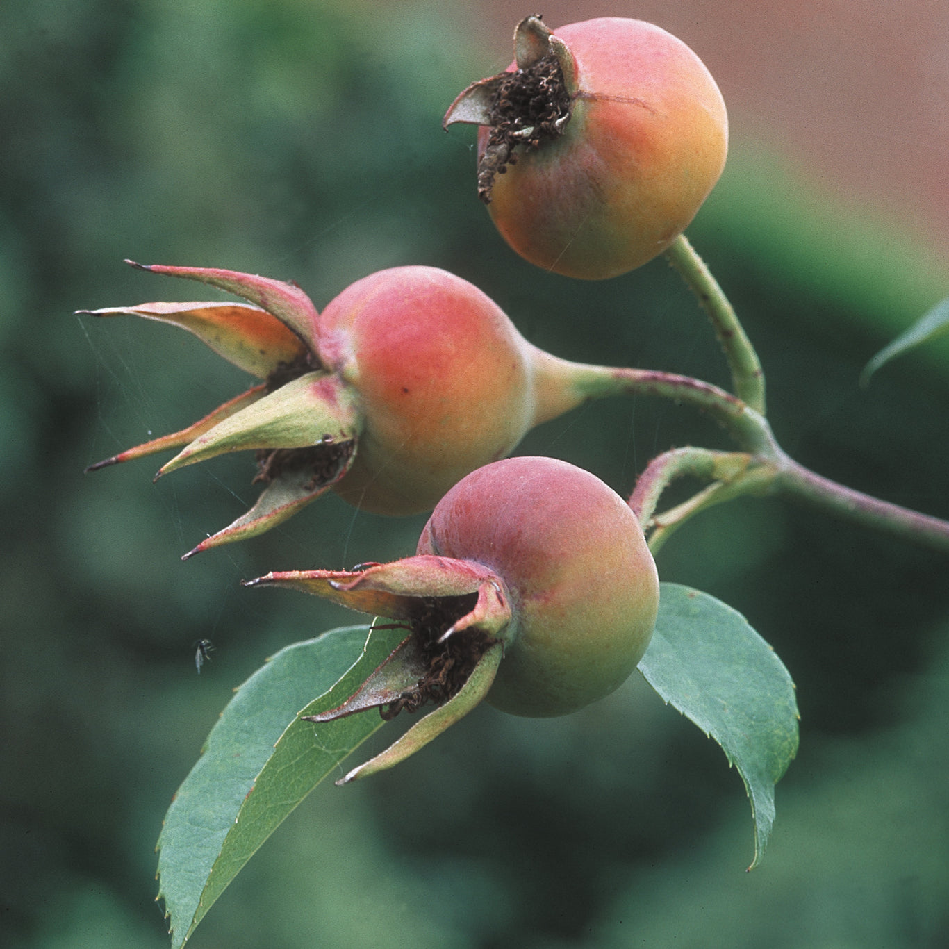 Allen Chandler | Climbing Rose | David Austin Roses