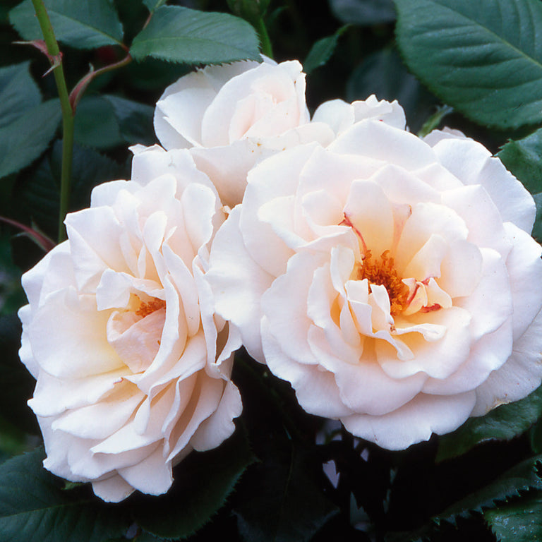 Floribunda Roses | David Austin Roses
