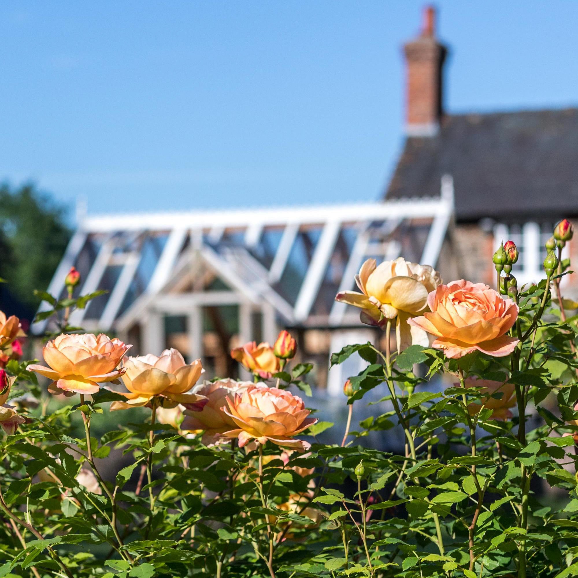Lady of Shalott (Ausnyson) | English Shrub Rose | David Austin Roses