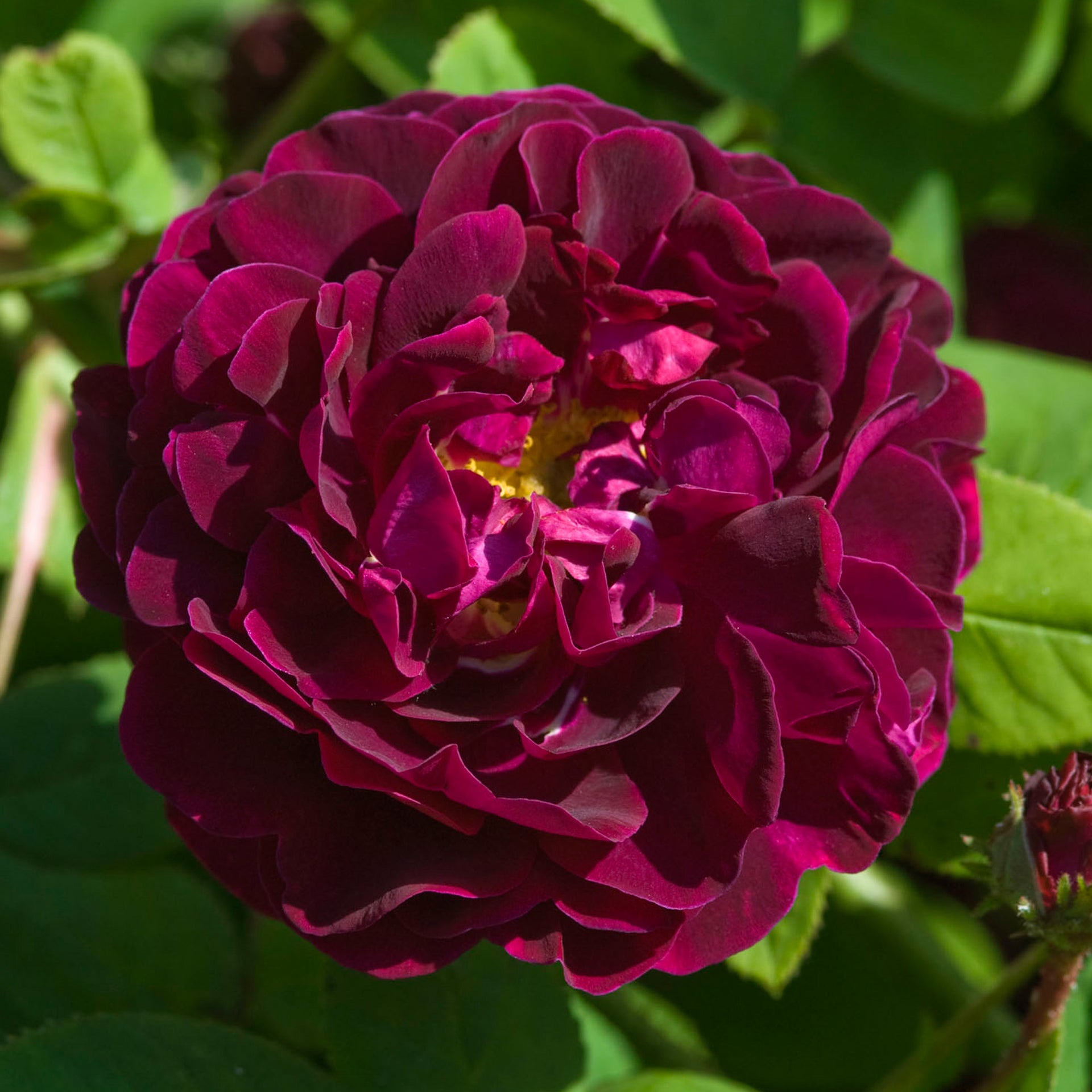 Tuscany Superb | Old Rose | David Austin Roses