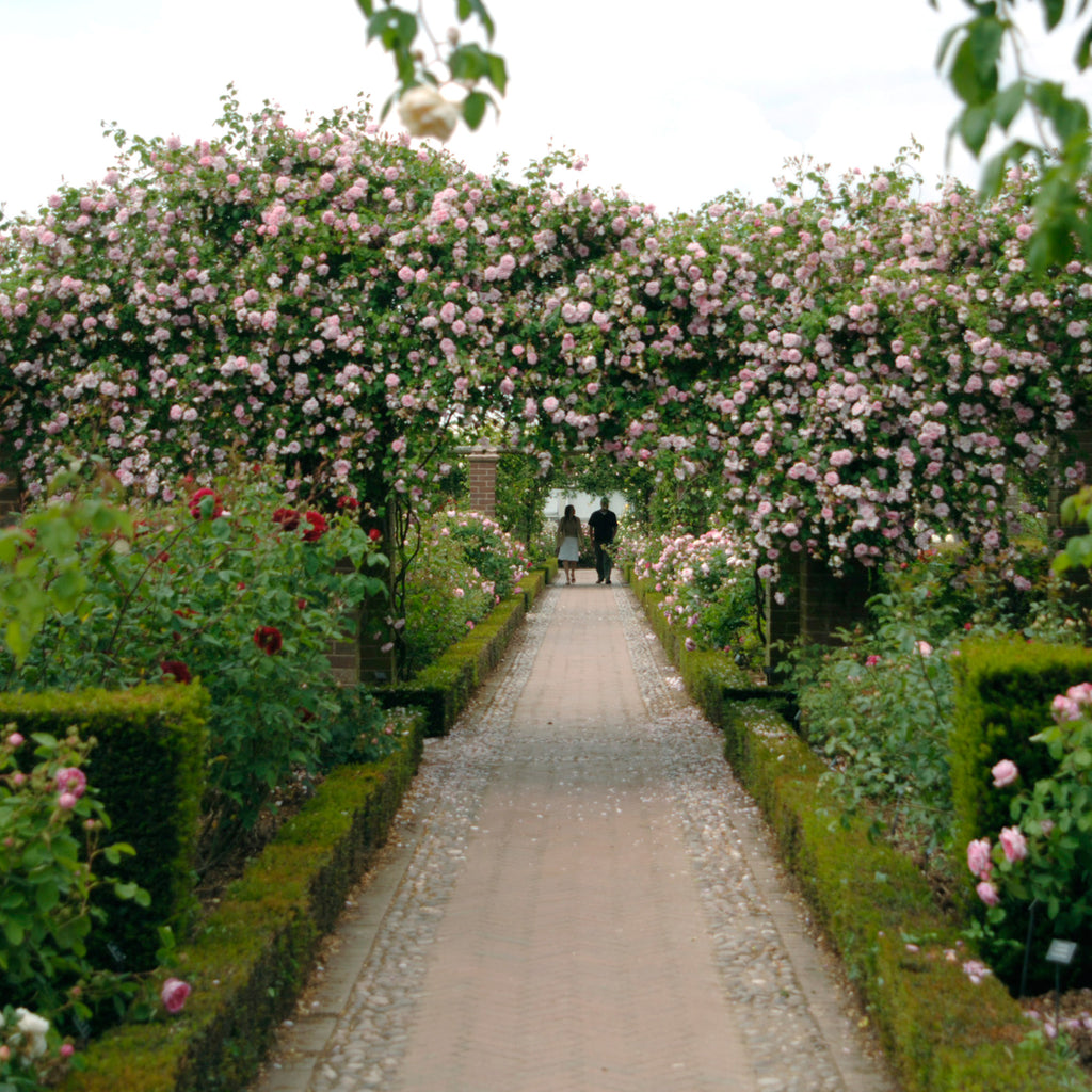 May Queen | Rambling Rose | David Austin Roses