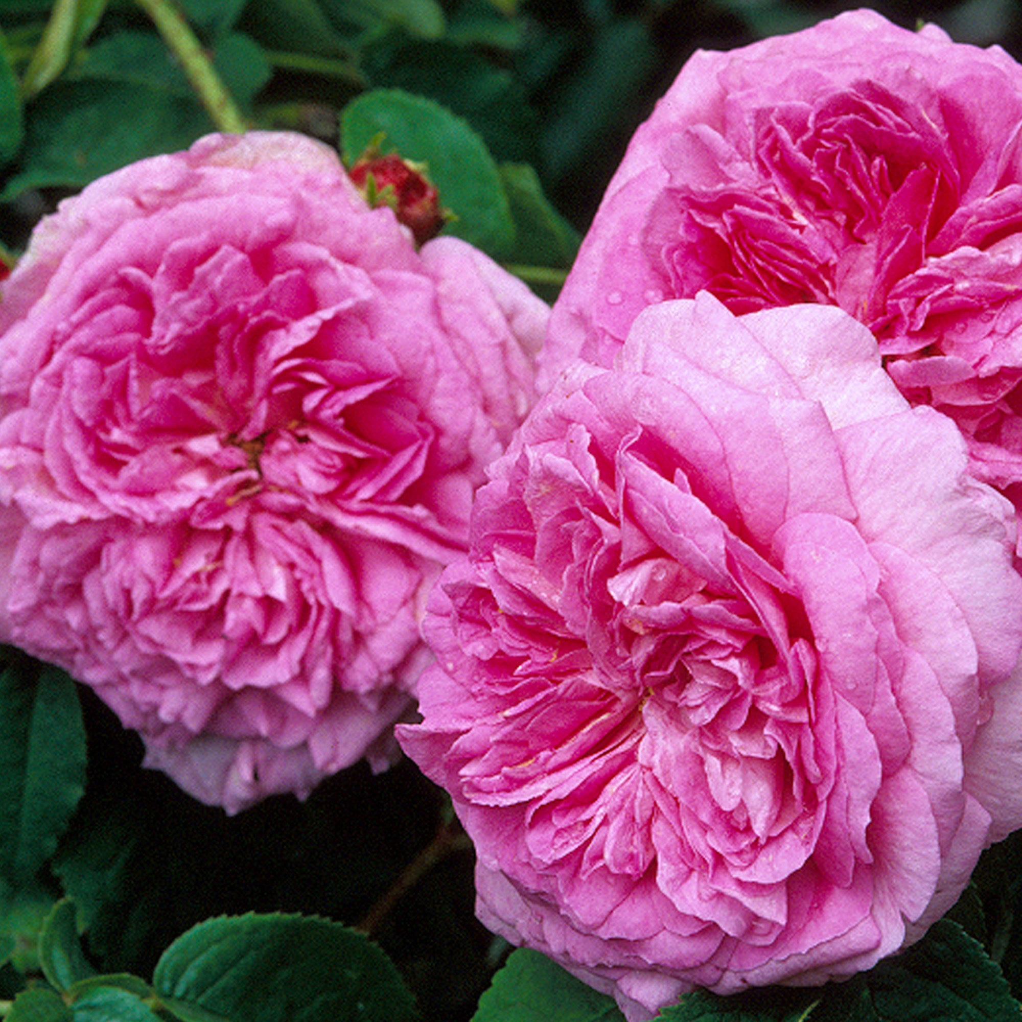 Nestor | Old Rose | David Austin Roses