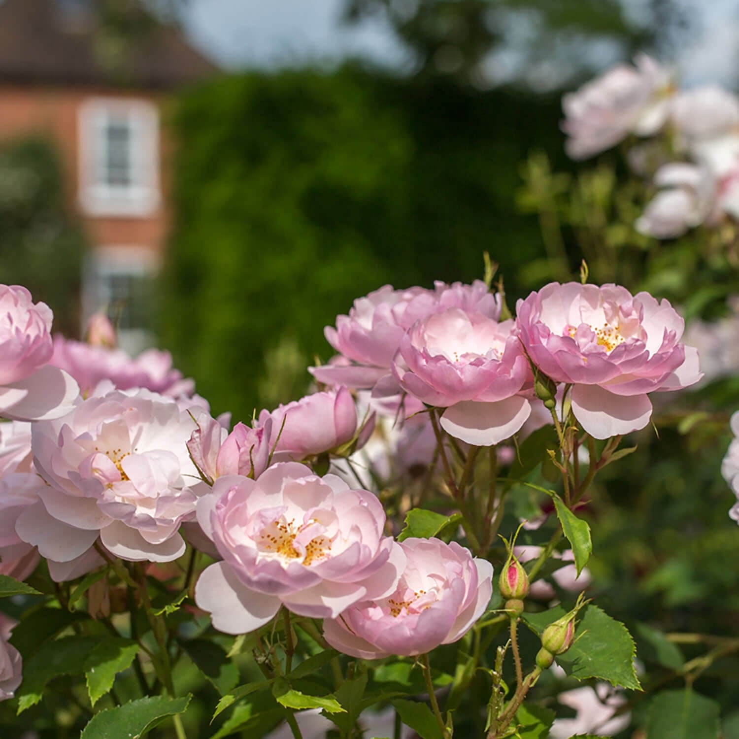 Scarborough Fair | English Shrub Rose | David Austin Roses
