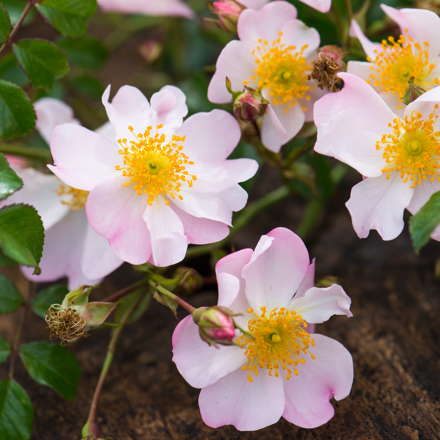 Grouse 2 | Ground Cover Rose | David Austin Roses