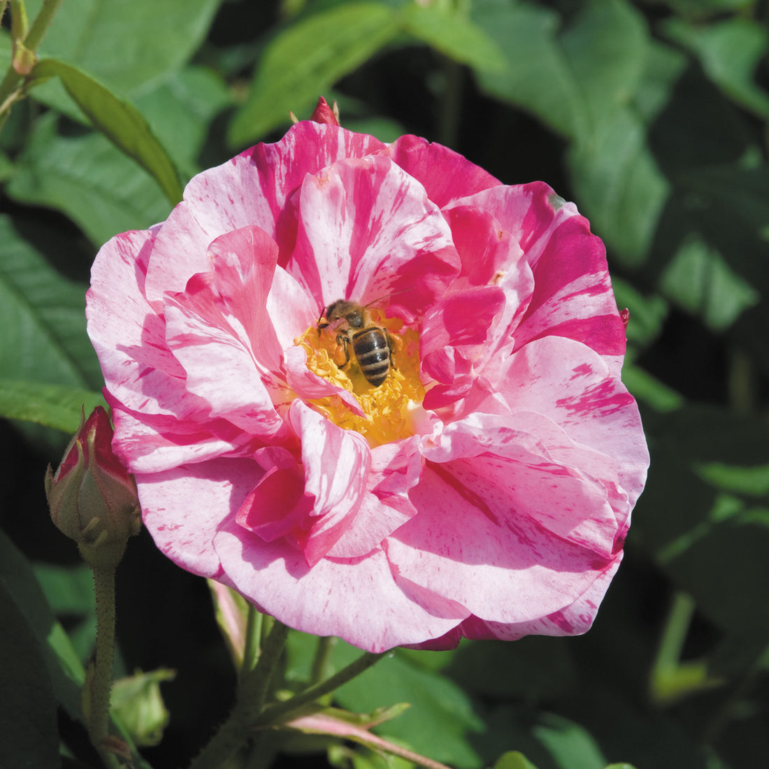 Rosa Mundi | Old Rose | David Austin Roses