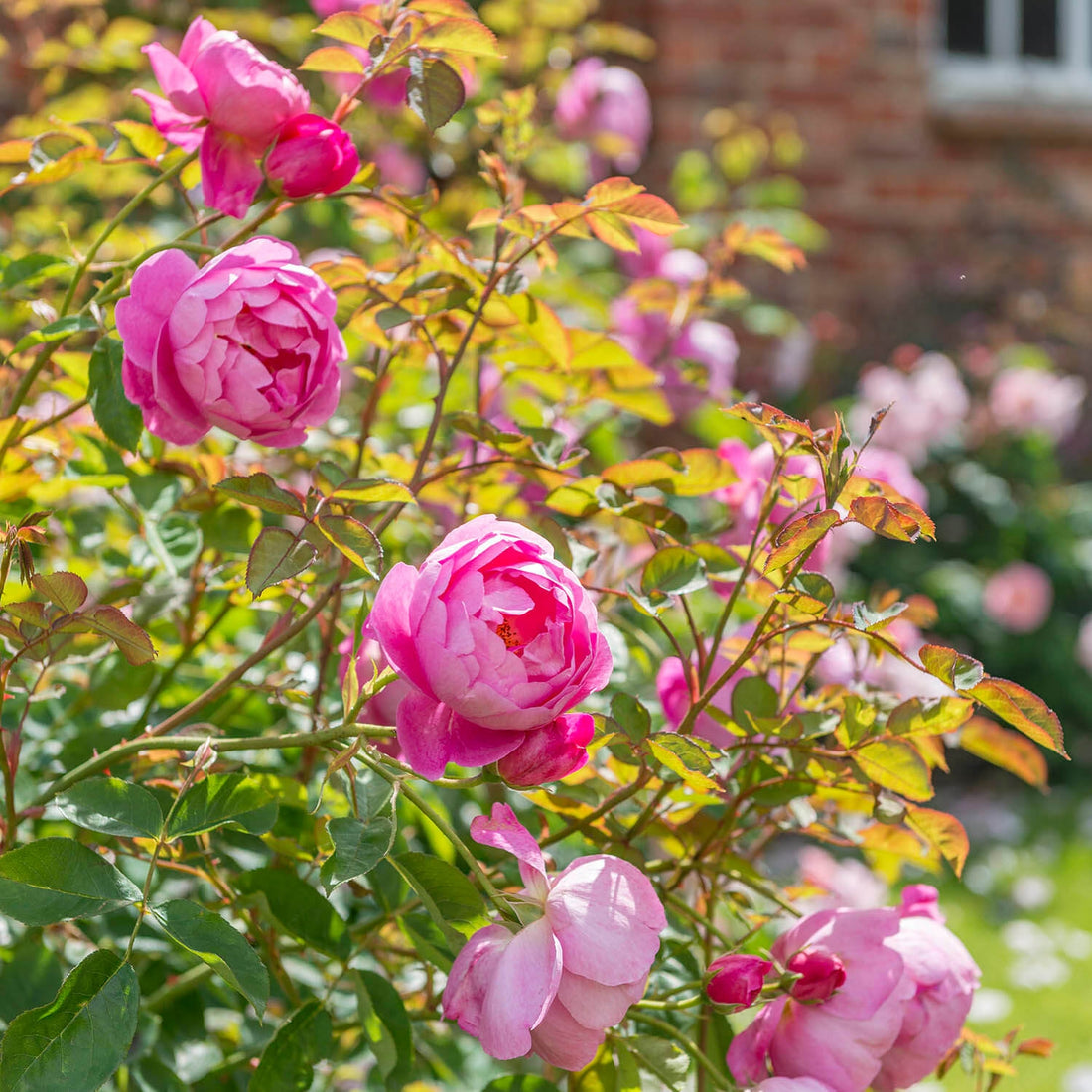 Skylark (Ausimple) | English Shrub Rose | David Austin Roses