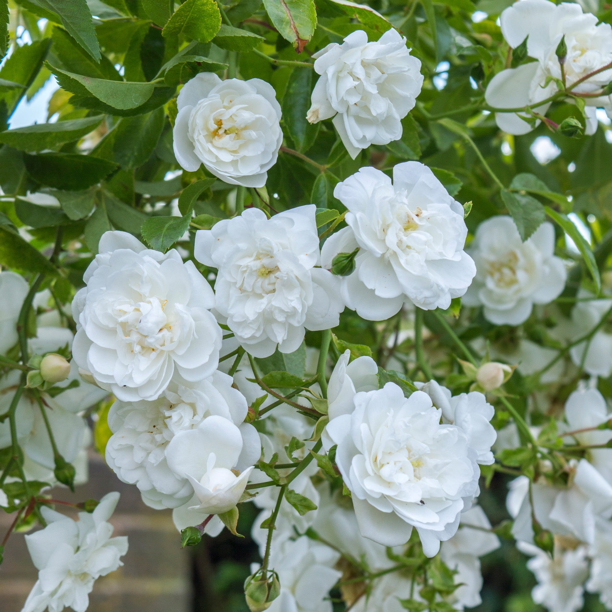 Sanders' White | Rambling Rose | David Austin Roses