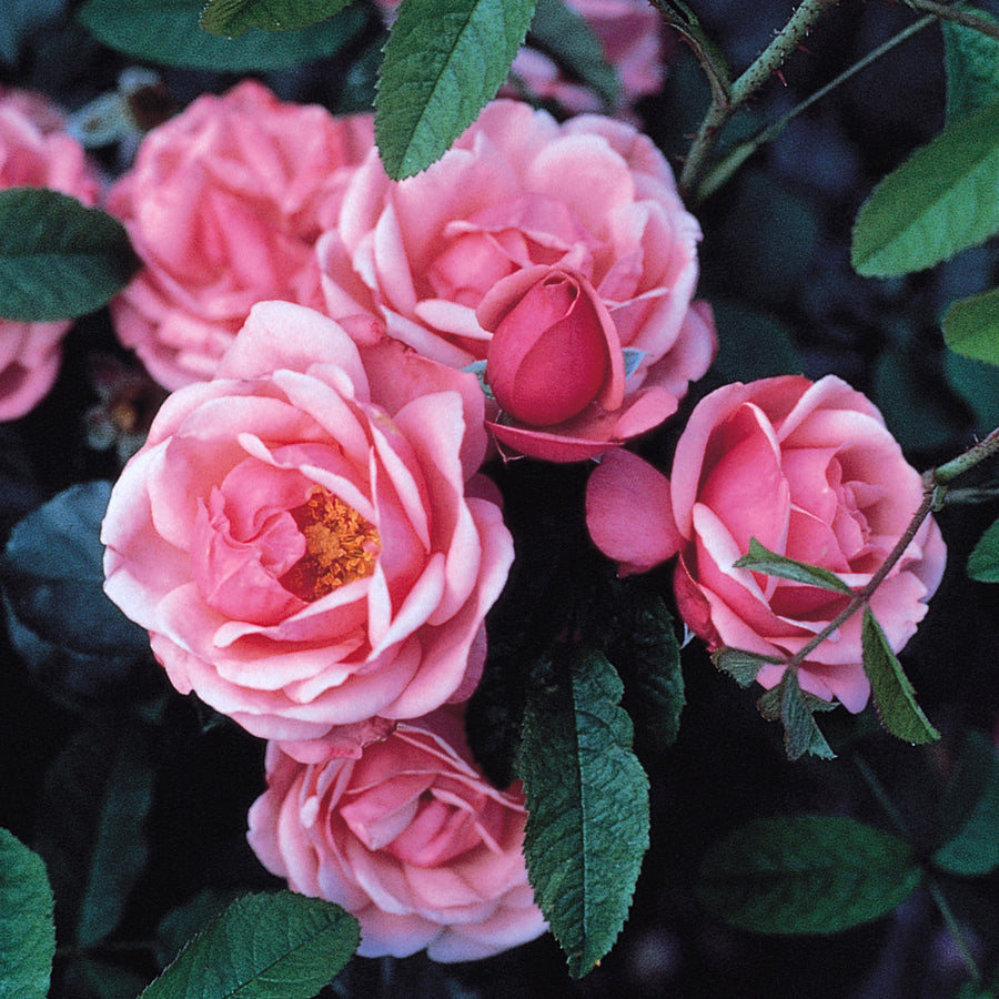 Pink Perpétue | Climbing Rose | David Austin Roses