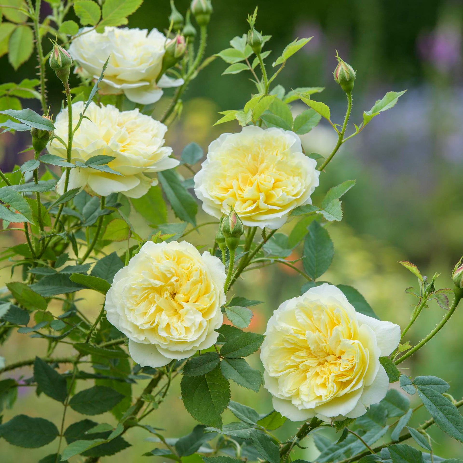 Yellow Roses | David Austin Roses