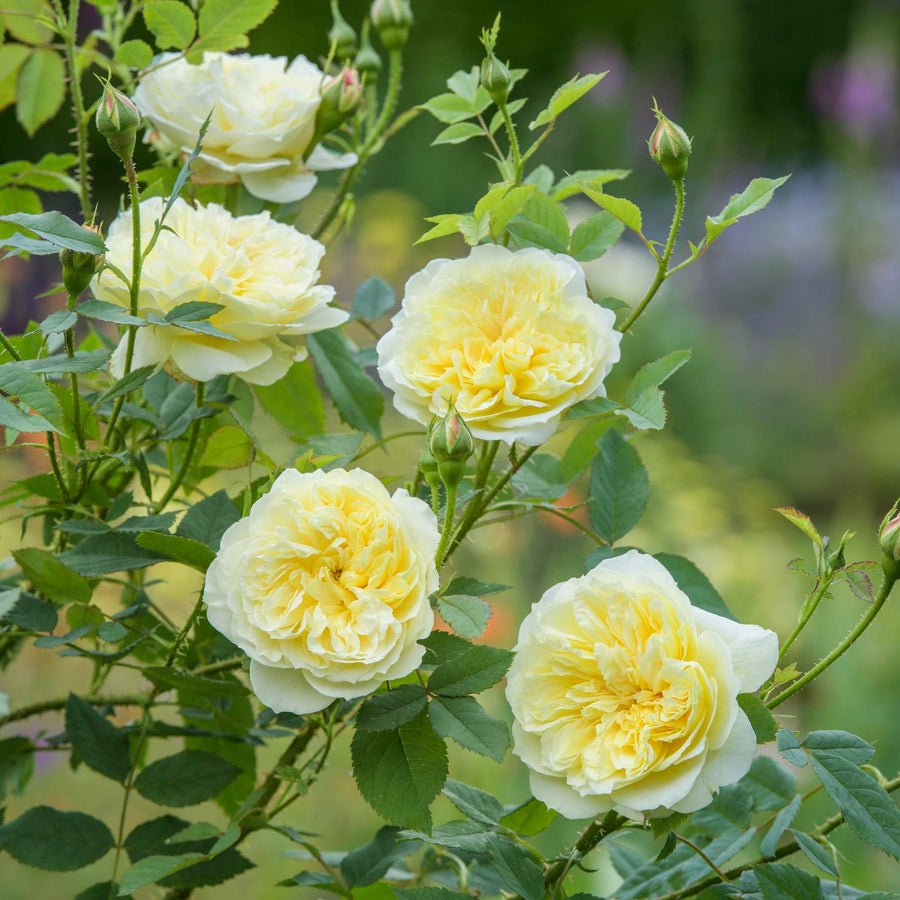 Yellow Roses | David Austin Roses