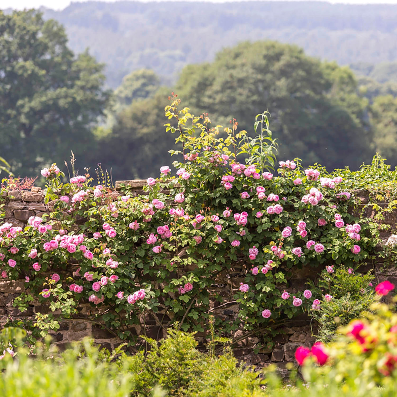 Constance Spry (Ausfirst) | English Climbing Rose | David Austin Roses
