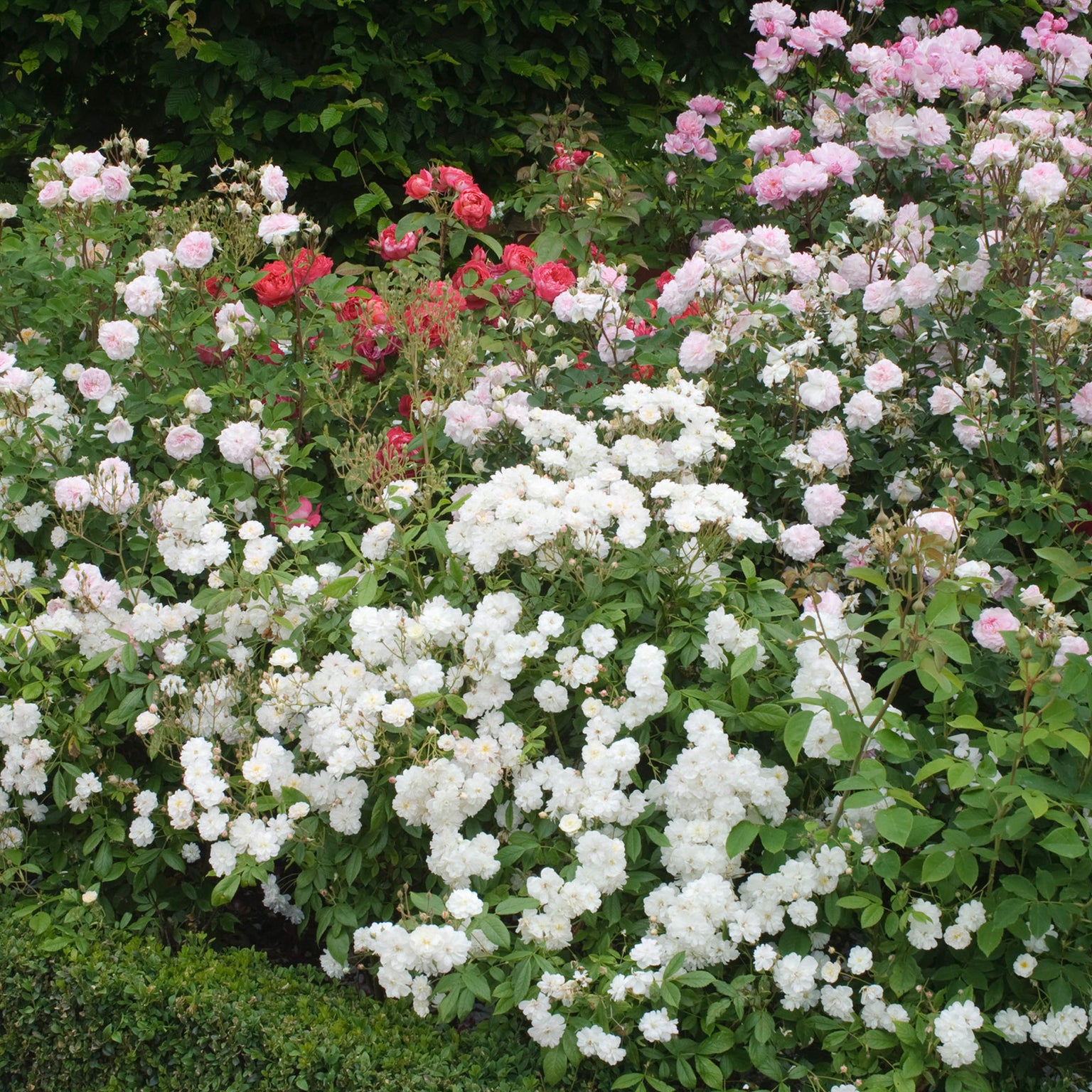 Francine Austin (Ausram) | English Shrub Rose | David Austin Roses