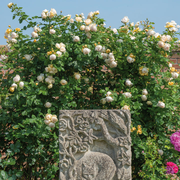 Most Fragrant Climbing Roses UK | David Austin Roses