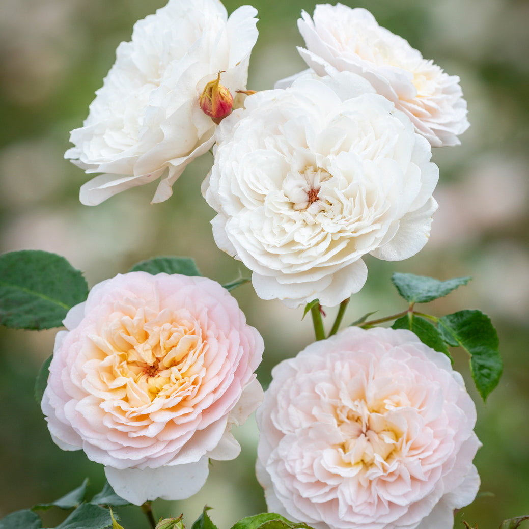 Emily Brontë (Ausearnshaw) | English Shrub Rose | David Austin Roses