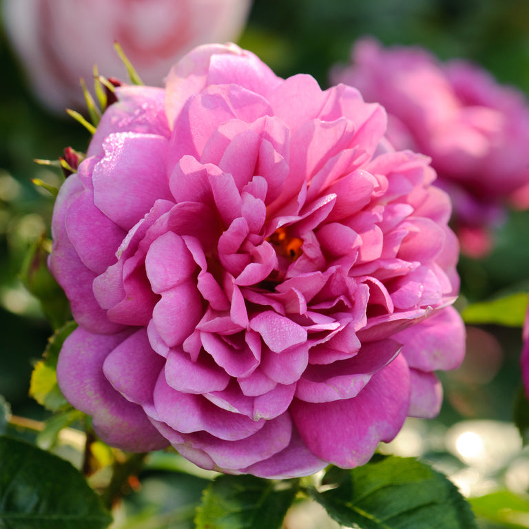 Princess Anne (Auskitchen) | English Shrub Rose | David Austin Roses