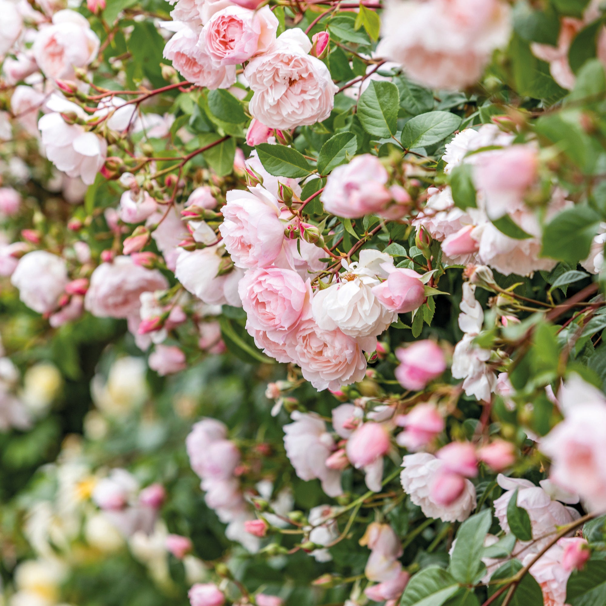 The Generous Gardener | English Climbing Rose | David Austin Roses