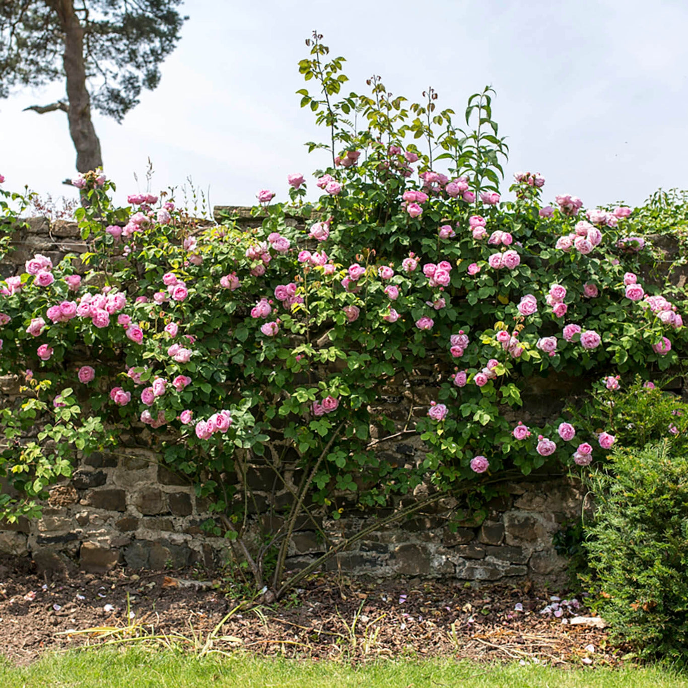 Constance Spry (Ausfirst) | English Climbing Rose | David Austin Roses