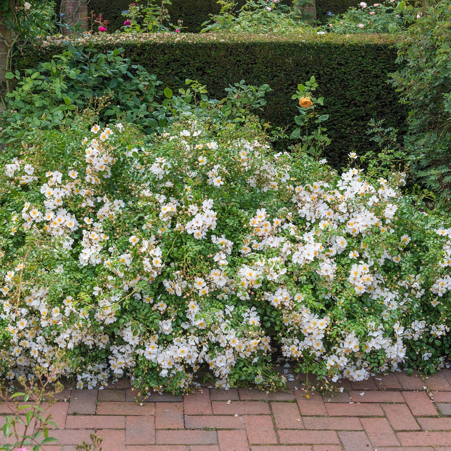 Partridge | Ground Cover Rose | David Austin Roses