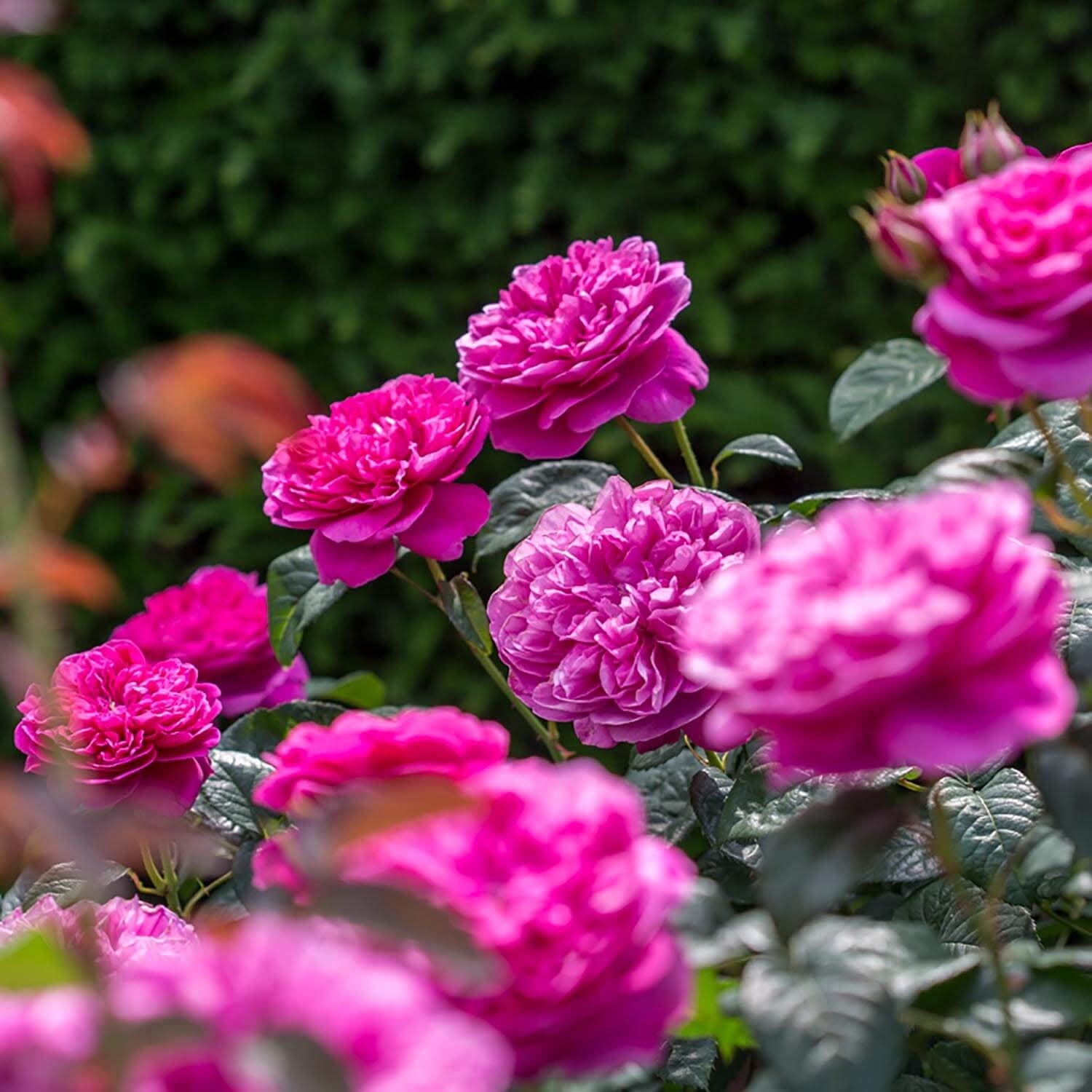 James L. Austin (Auspike) | English Standard Tree Rose | David Austin Roses
