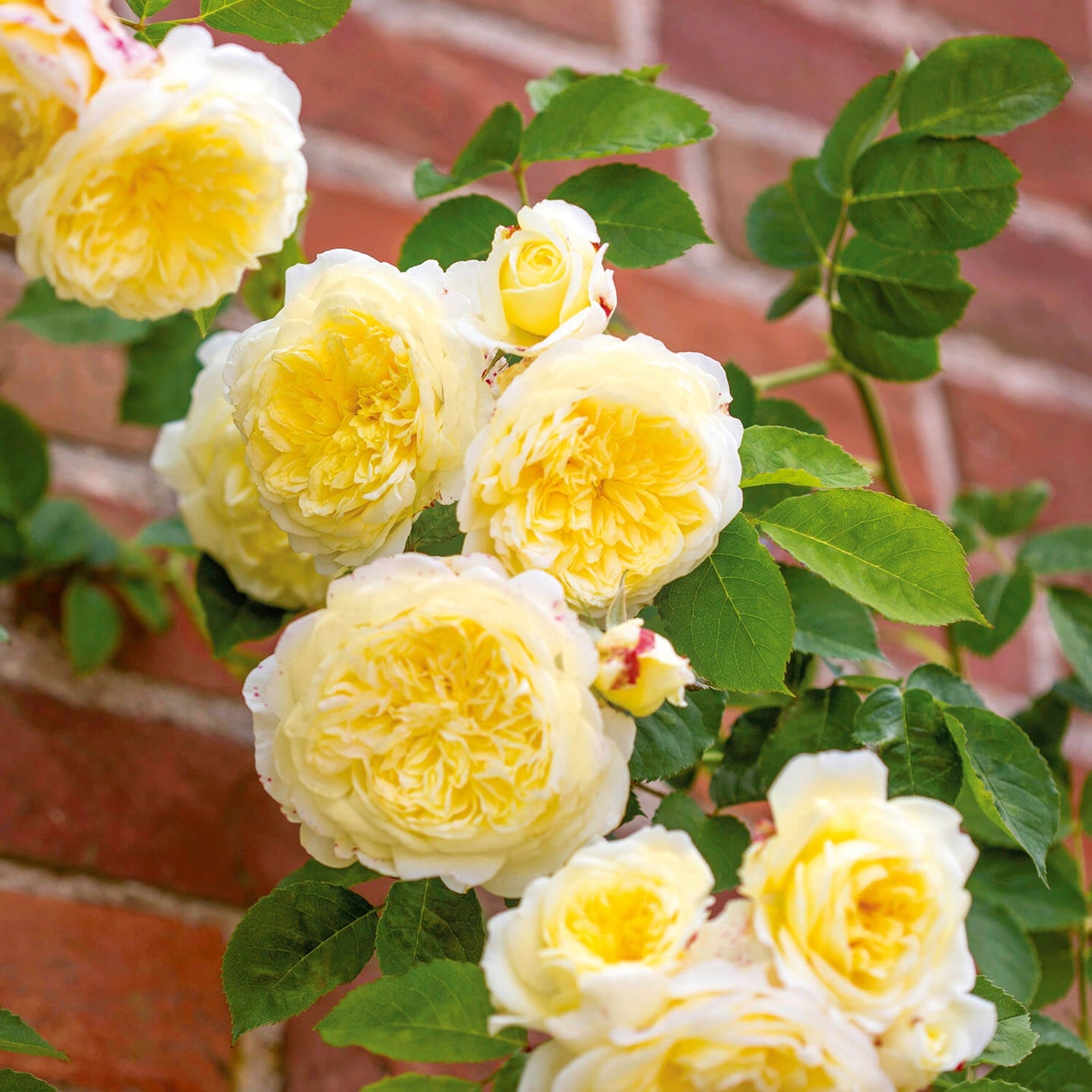 Yellow Climbing Roses | David Austin Roses