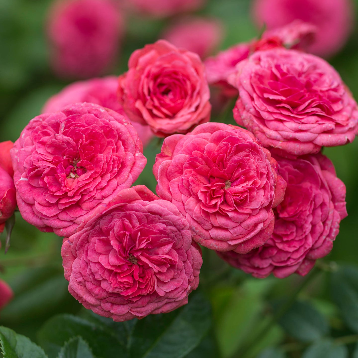Cri Cri | Miniature Rose | David Austin Roses