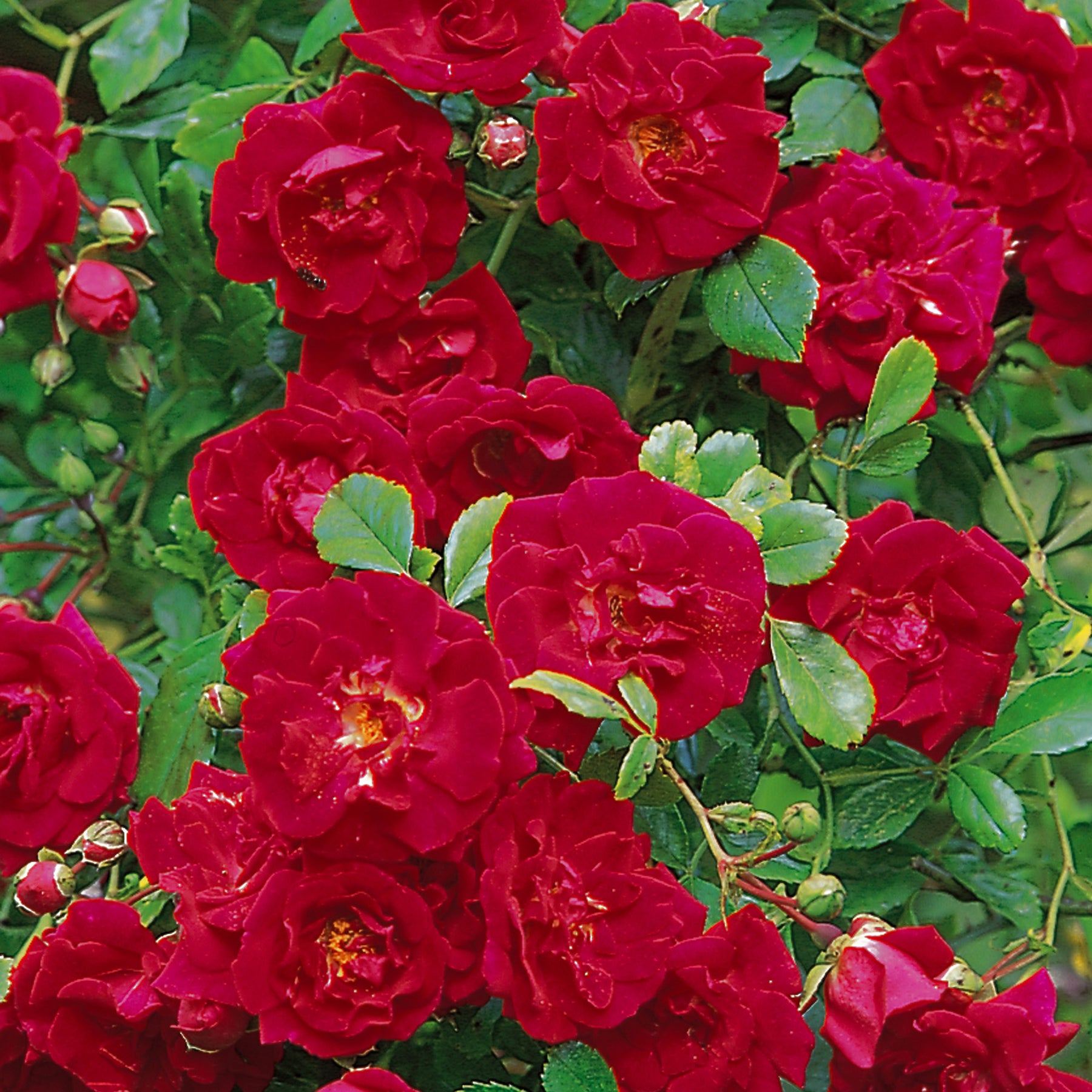 Buy Red Roses | UK Delivery | David Austin Roses