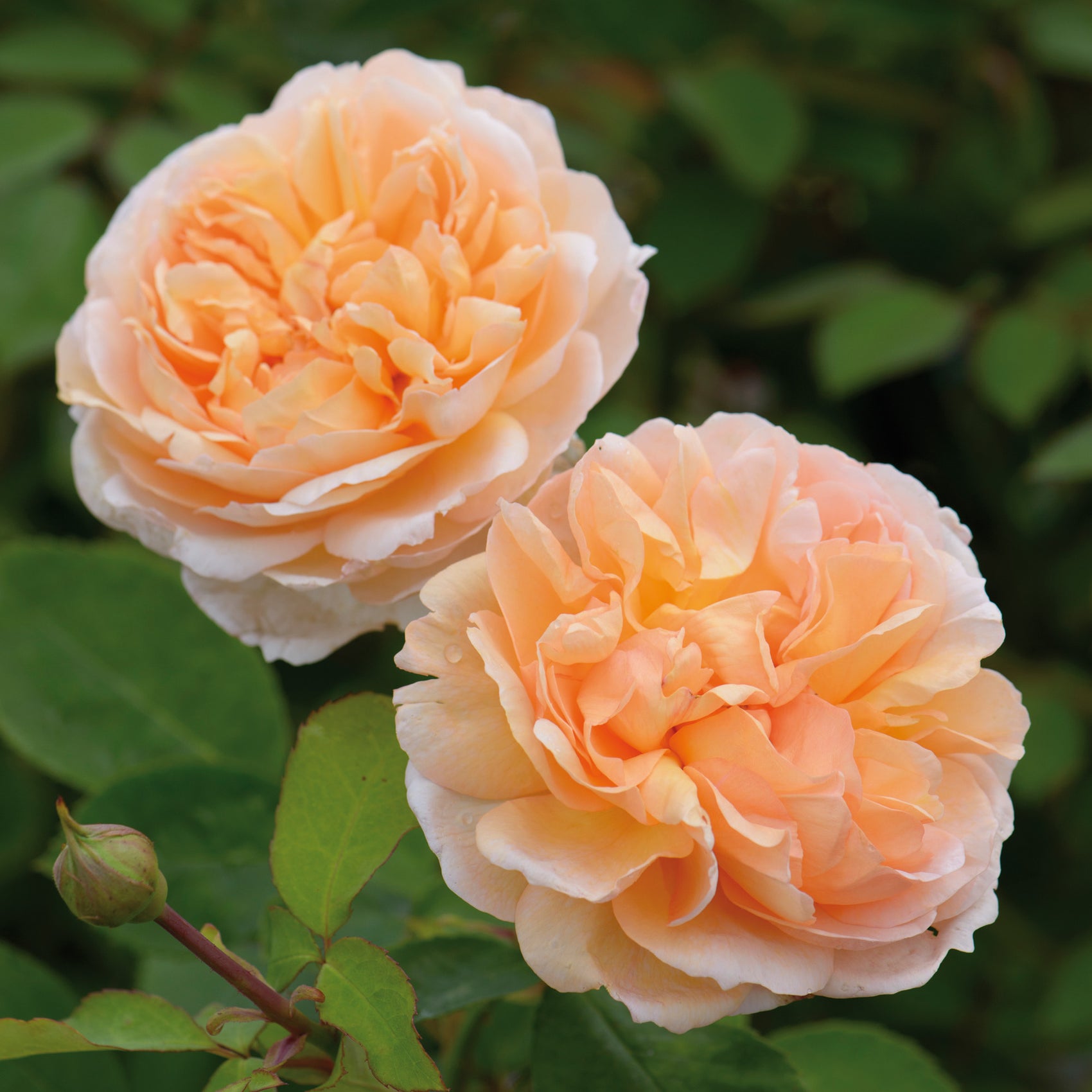 Retirement Roses & Gifts | David Austin Roses