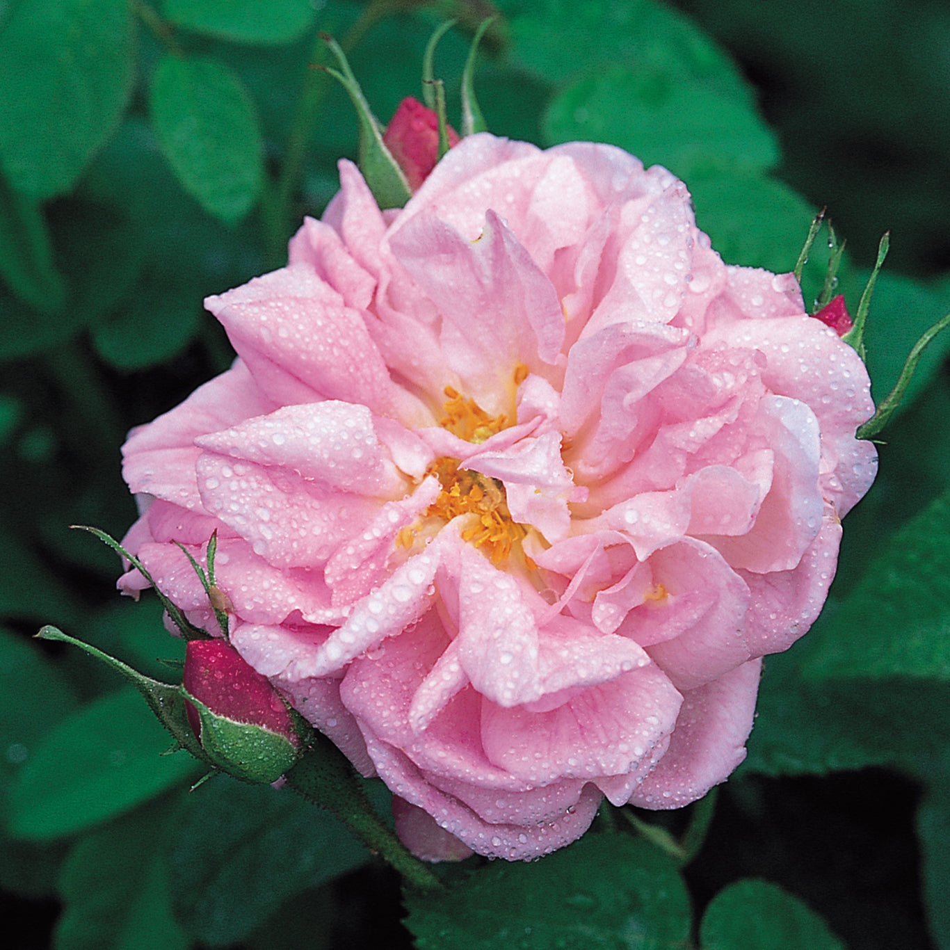 Gloire de Guilan | Old Rose | David Austin Roses