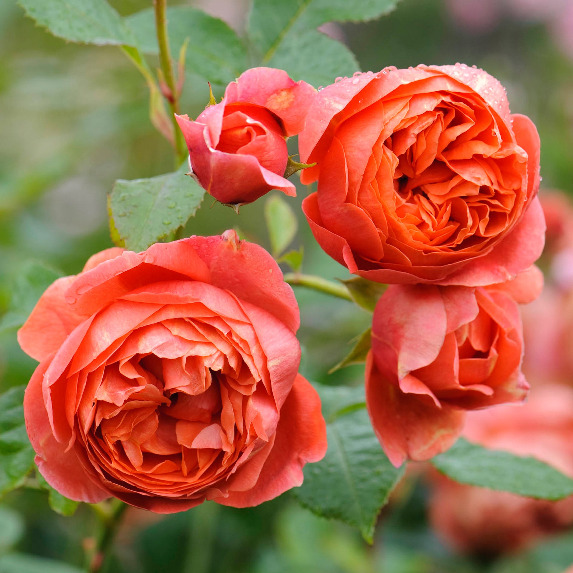Summer Song (Austango) | English Shrub Rose | David Austin Roses