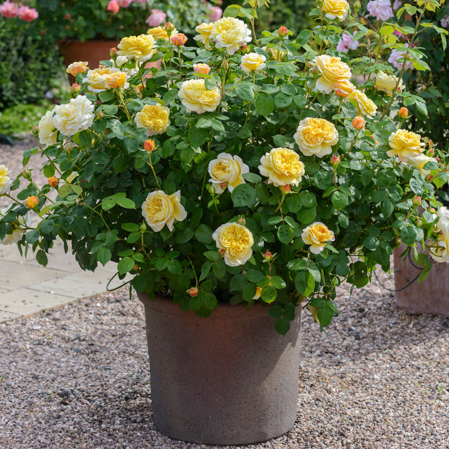 Charles Darwin (Auspeet) | English Shrub Rose | David Austin Roses