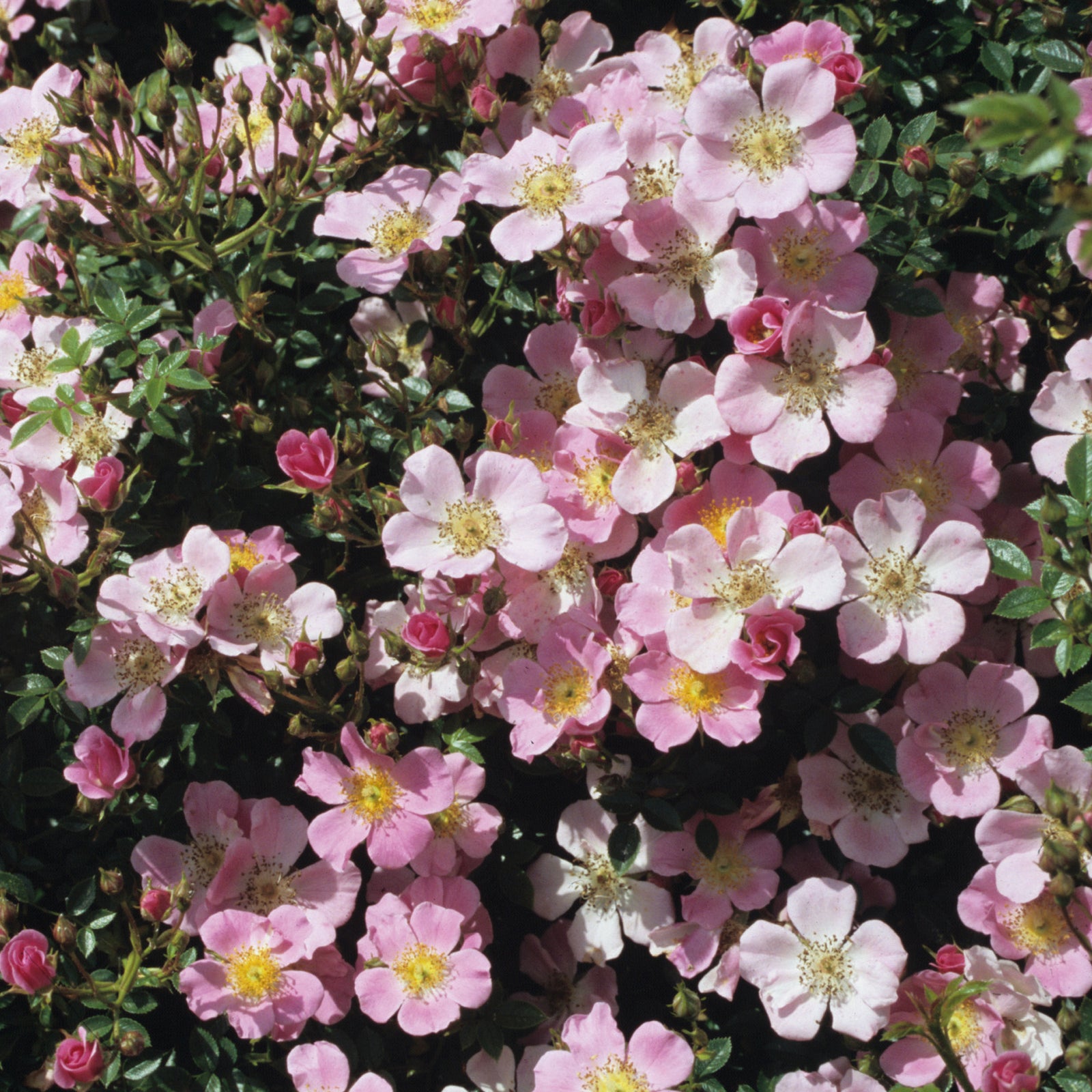 Ground Cover Roses | David Austin Roses