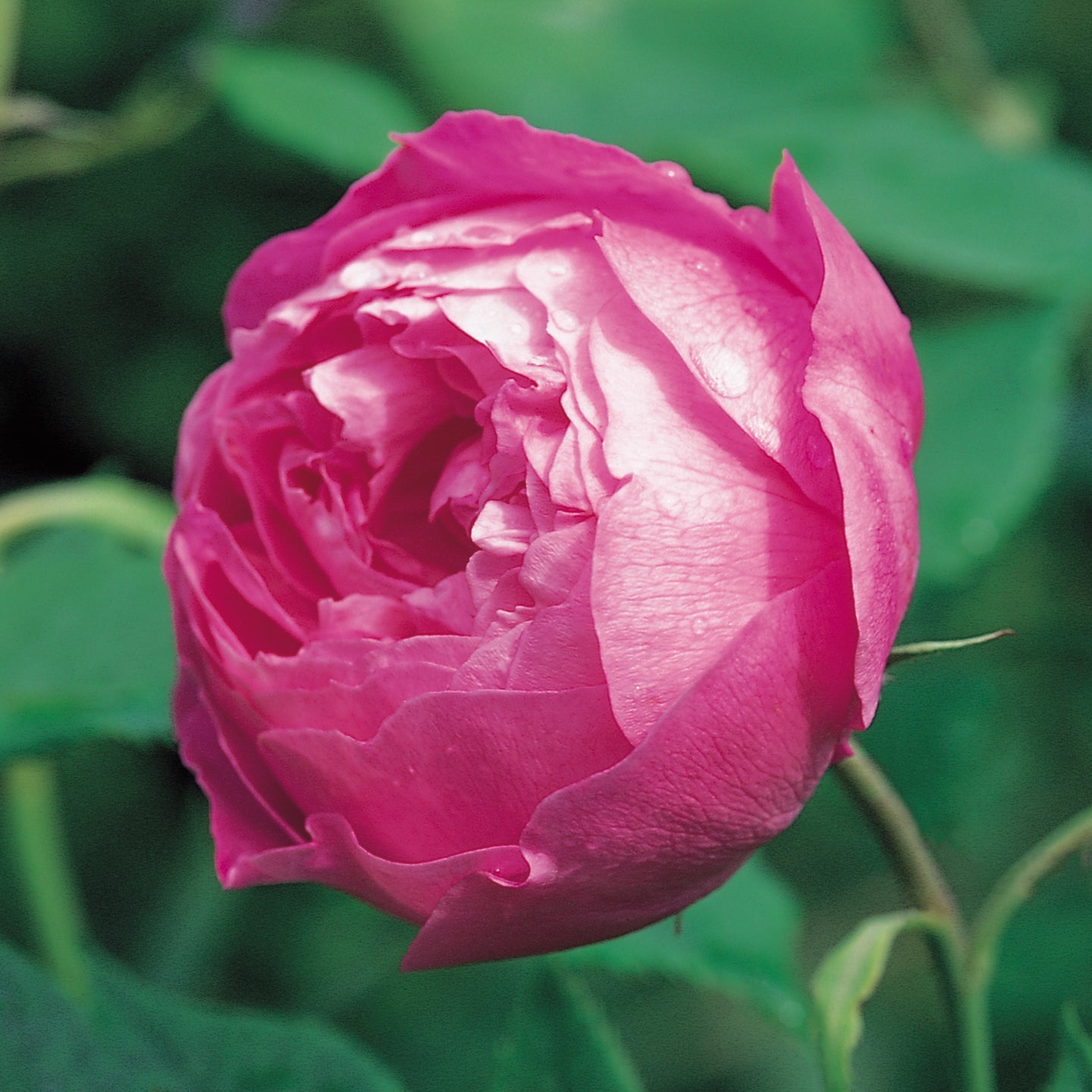 Reine Victoria | Old Rose | David Austin Roses