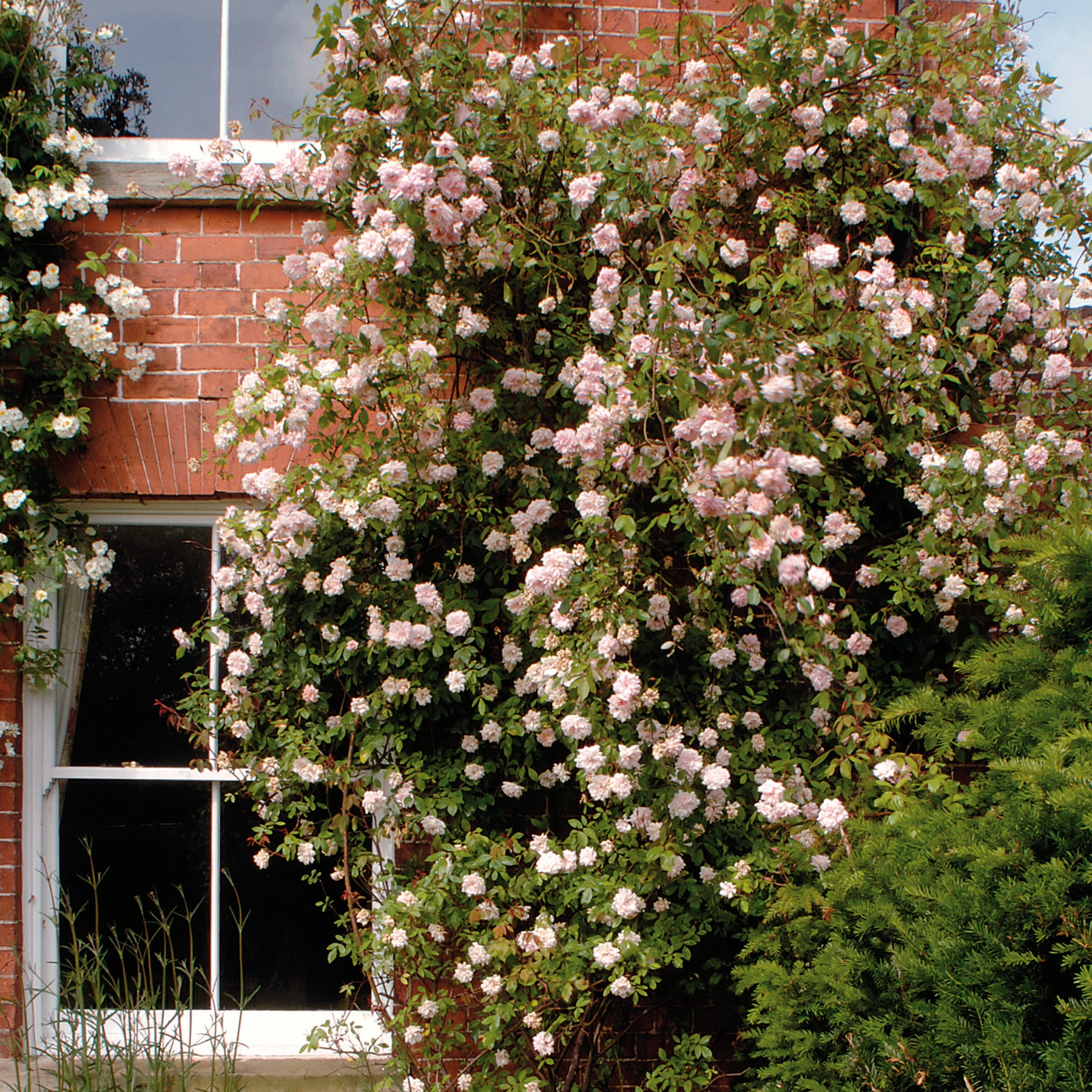 Differences between climbing and rambling roses