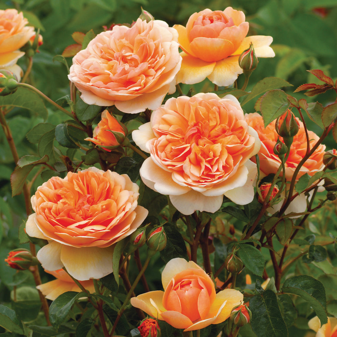 Port Sunlight (Auslofty) | English Standard Tree Rose | David Austin Roses