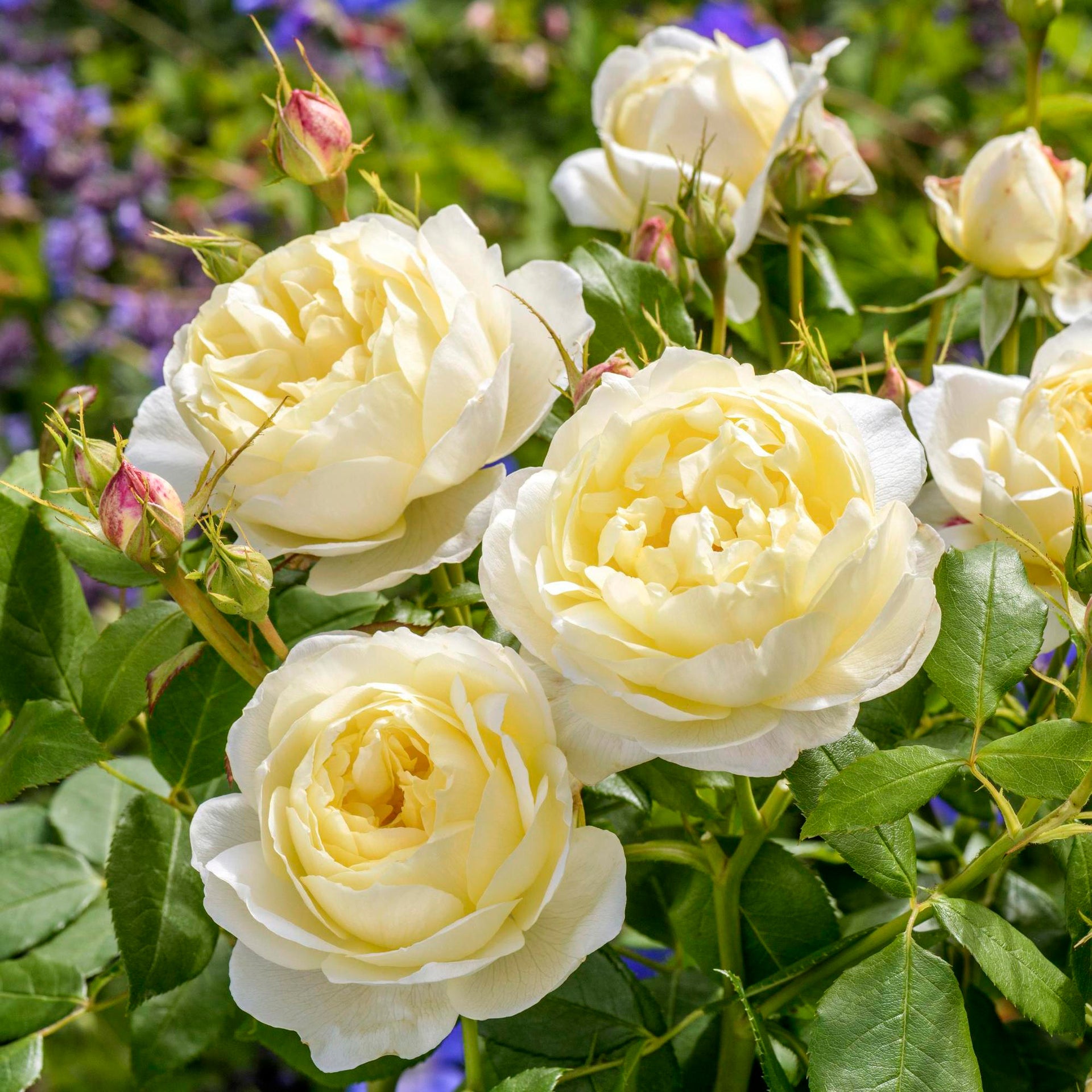 Graham Thomas (Ausmas) | English Shrub Rose | David Austin Roses