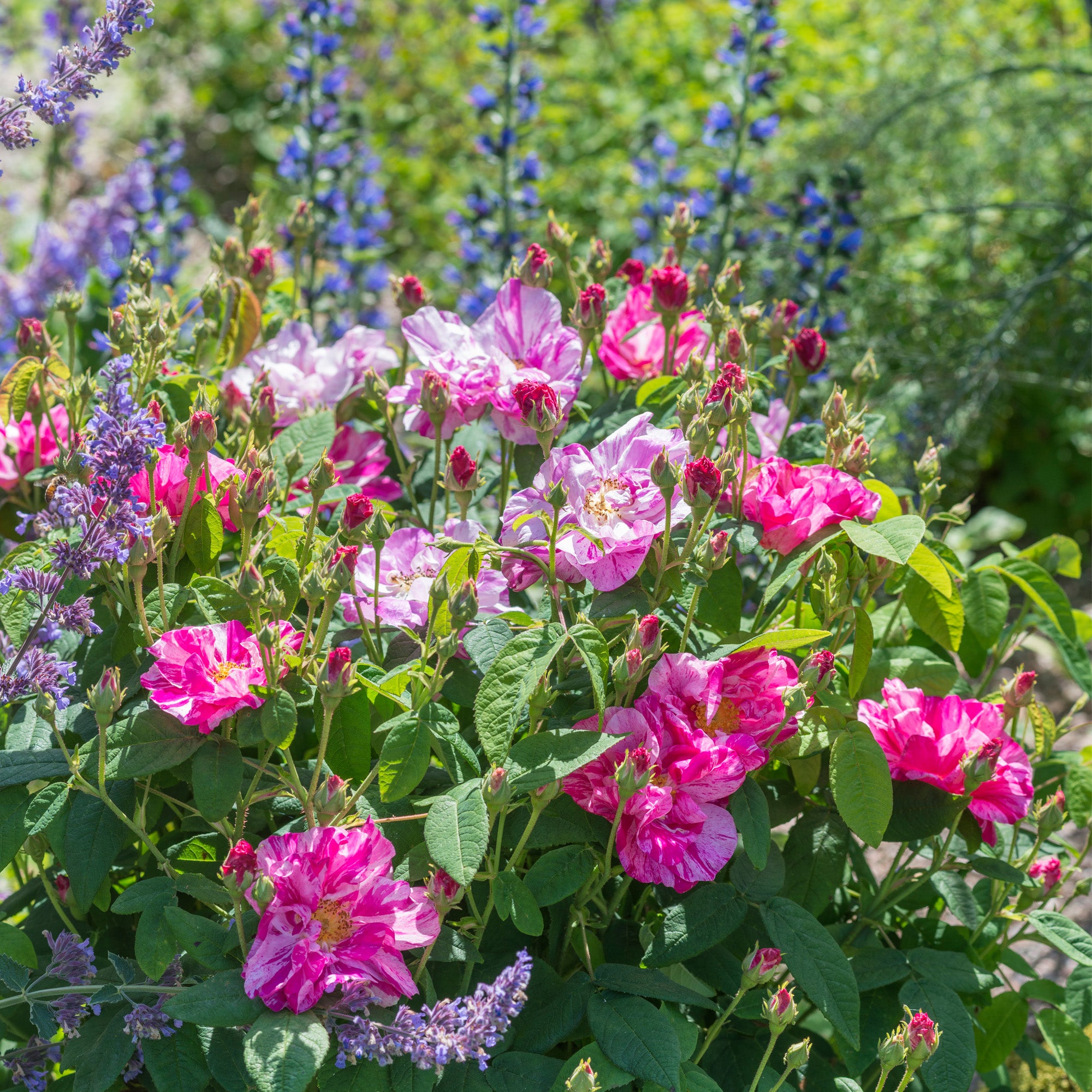 Rosa Mundi | Old Rose | David Austin Roses