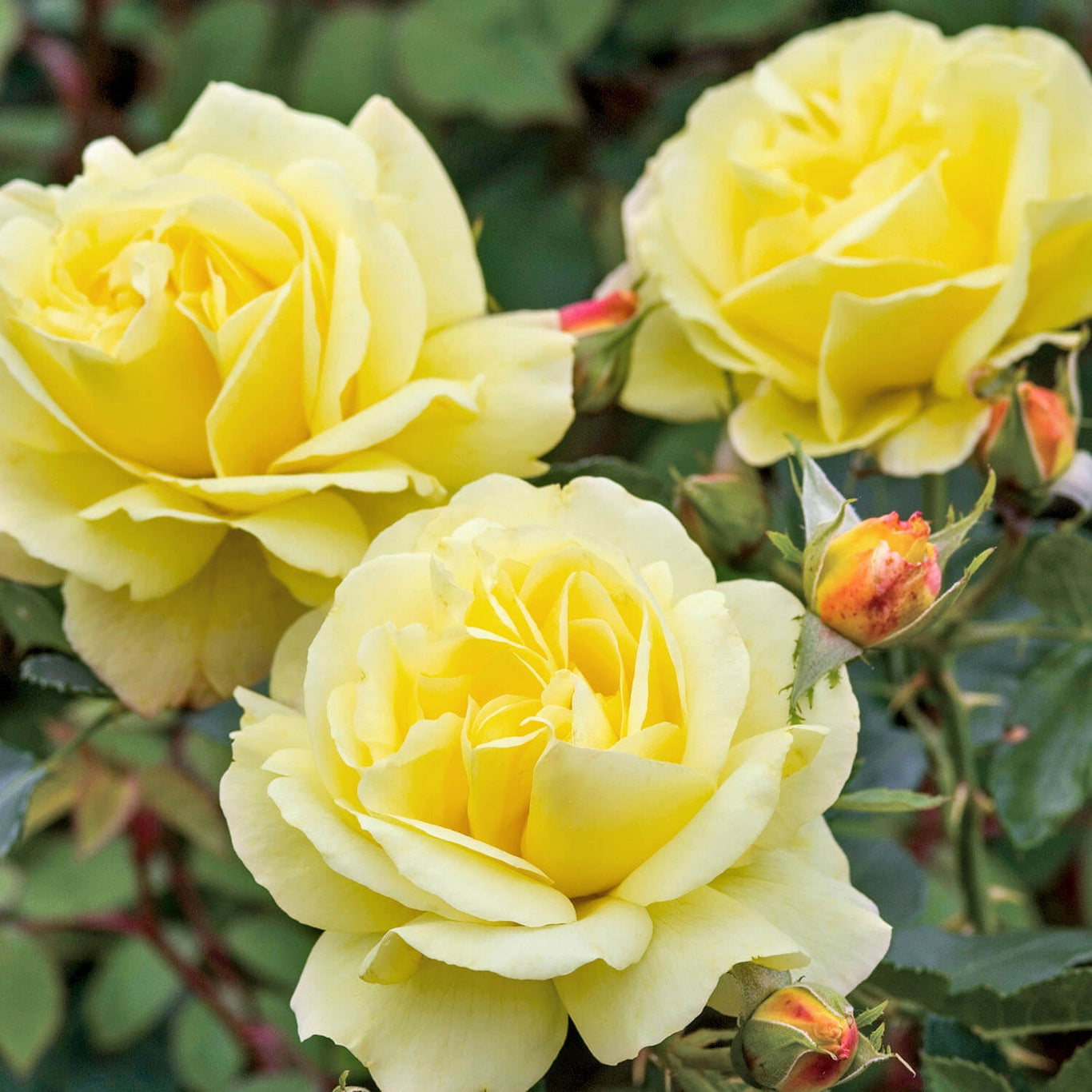 Yellow Climbing Roses | David Austin Roses
