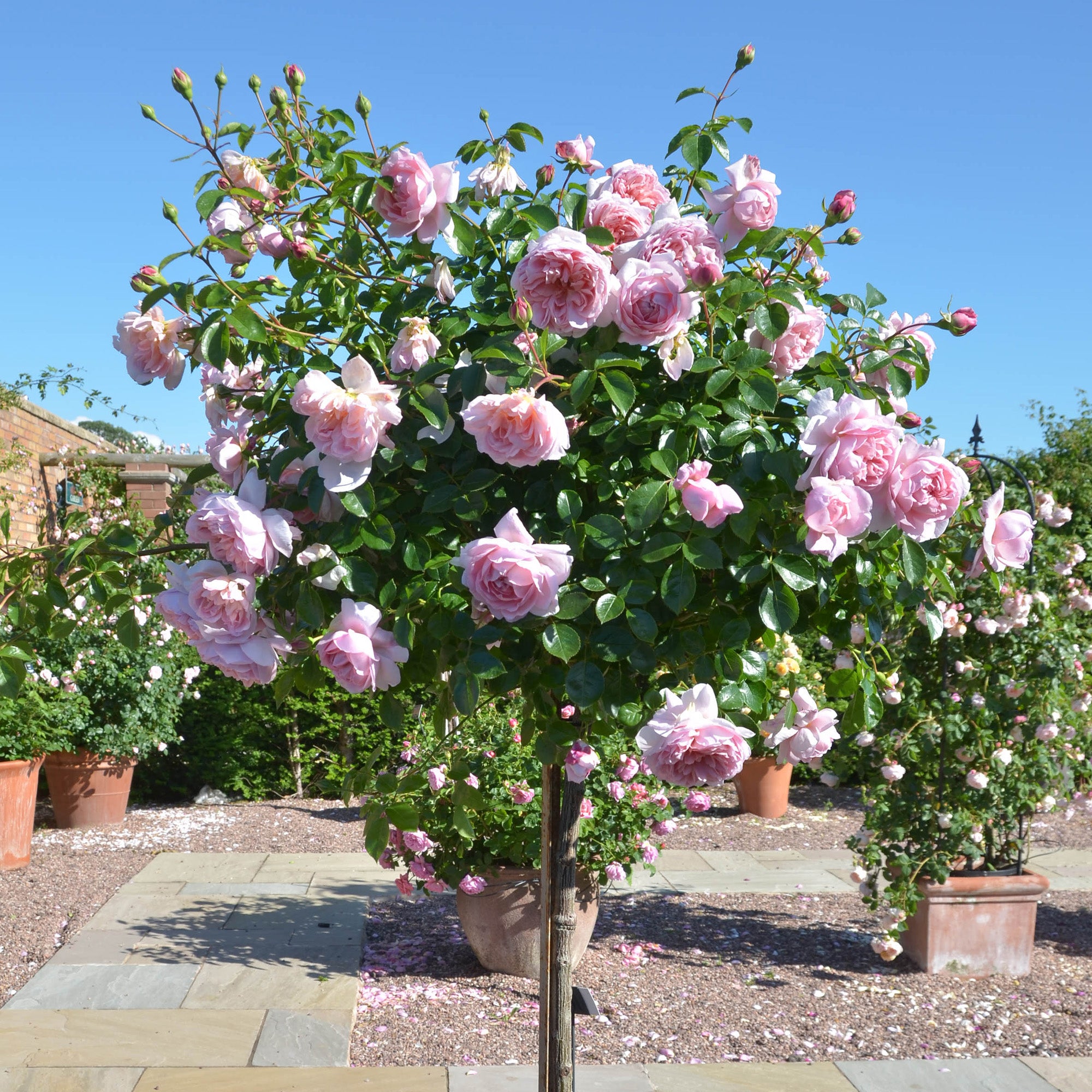Wildeve (Ausbonny) | English Standard Tree Rose | David Austin Roses