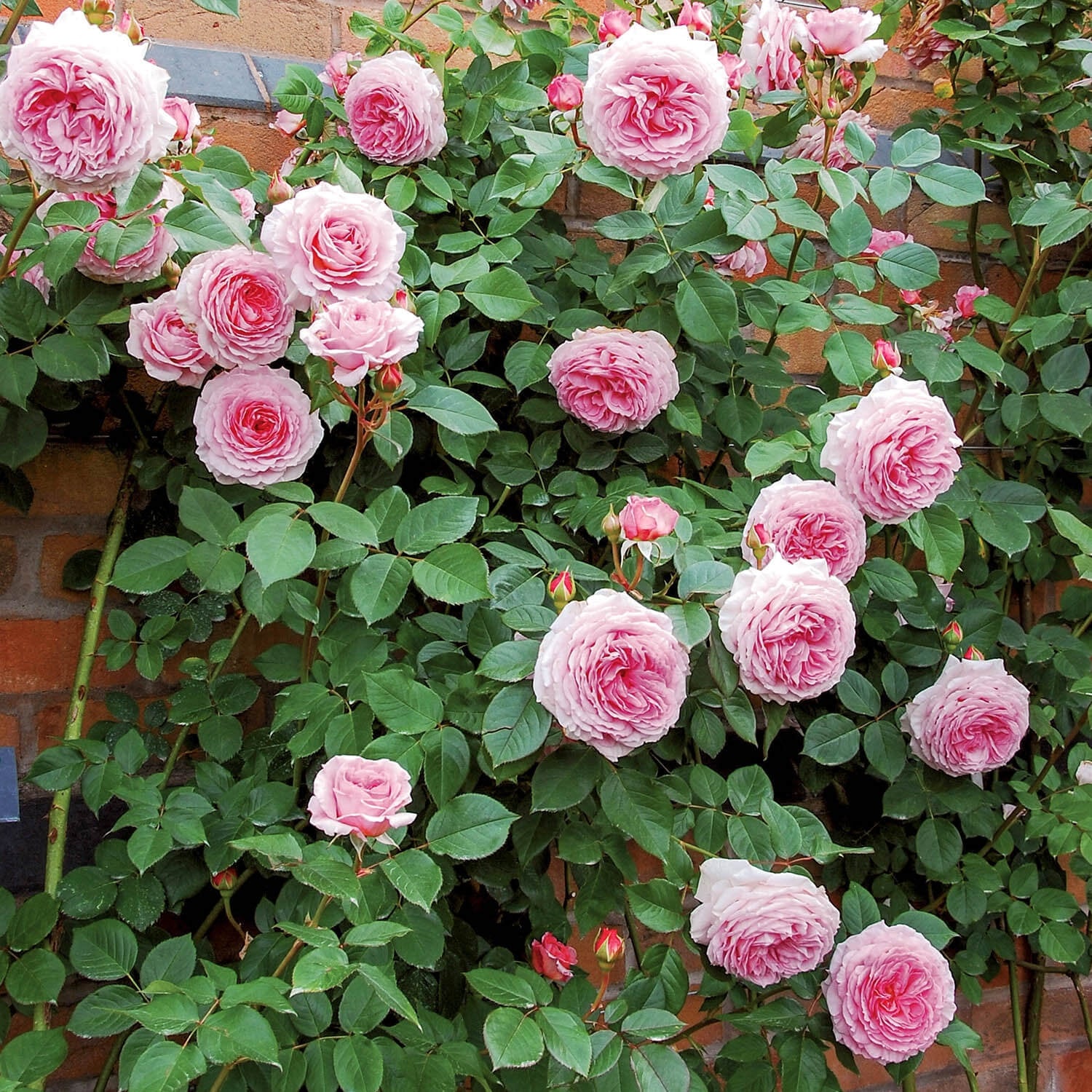 James Galway | English Climbing Rose | David Austin Roses