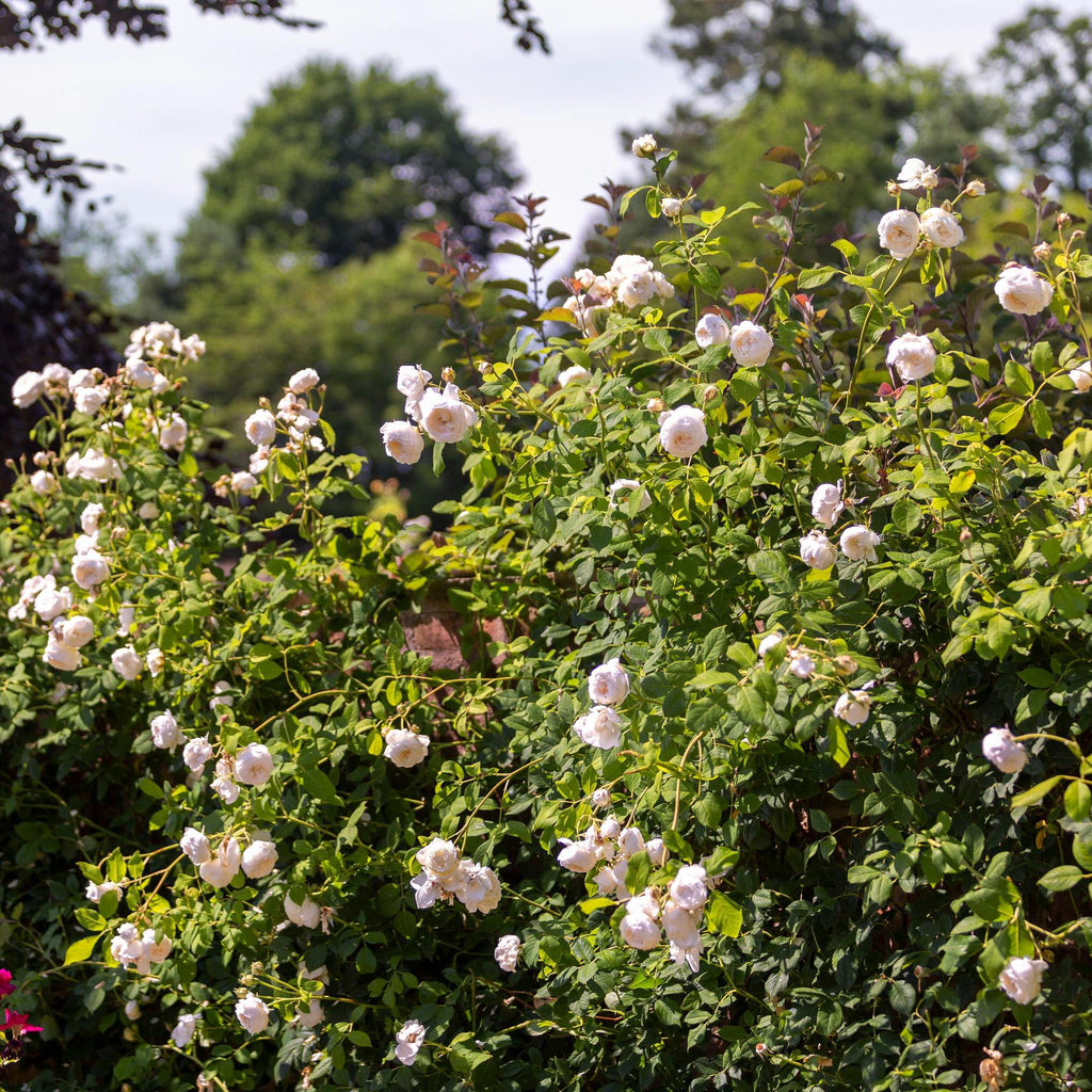 Claire Austin (Ausprior) | English Climbing Rose | David Austin Roses