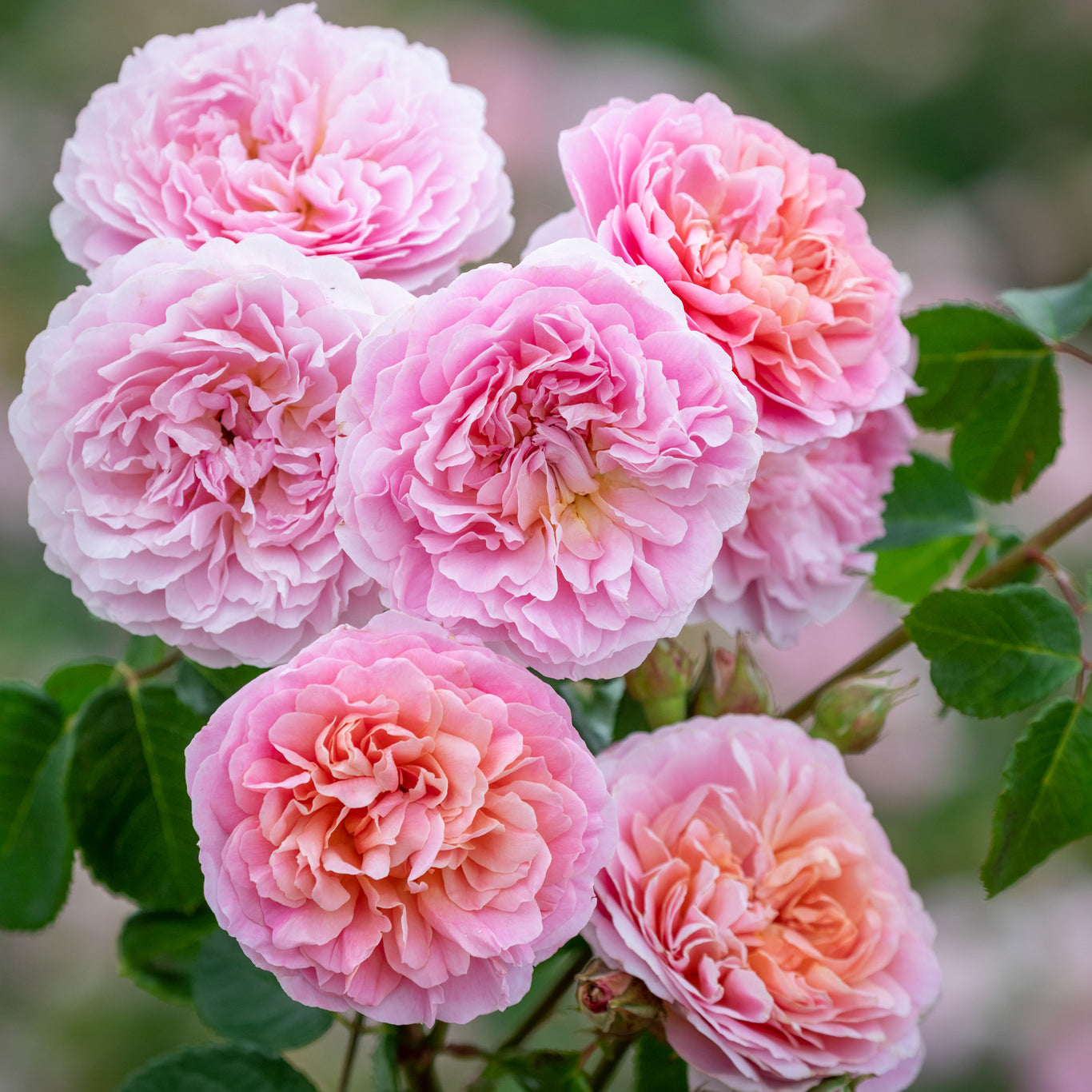 Standard Tree Roses | Rose Trees | David Austin Roses