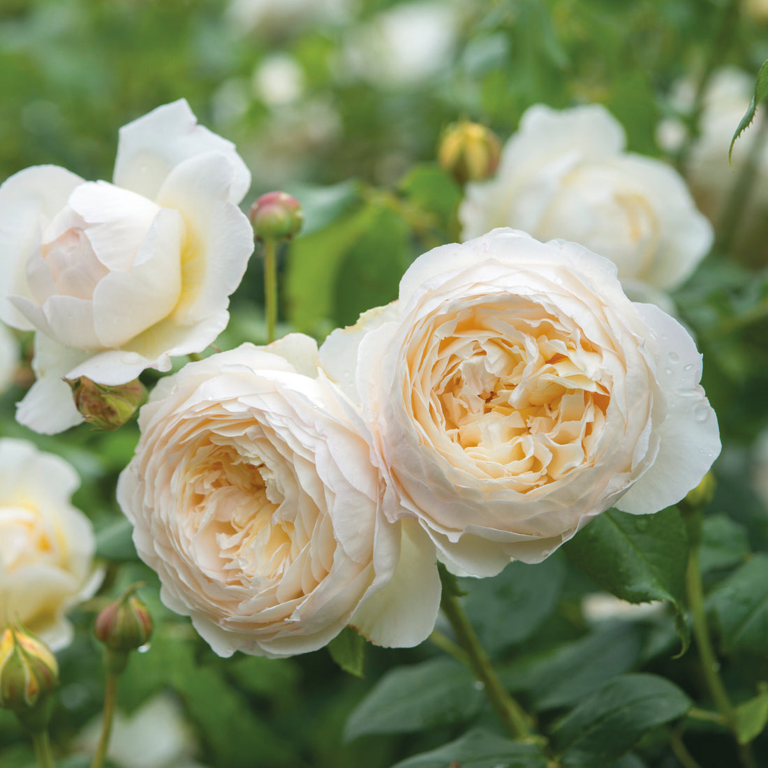Climbing Roses For North Facing Walls | David Austin Roses