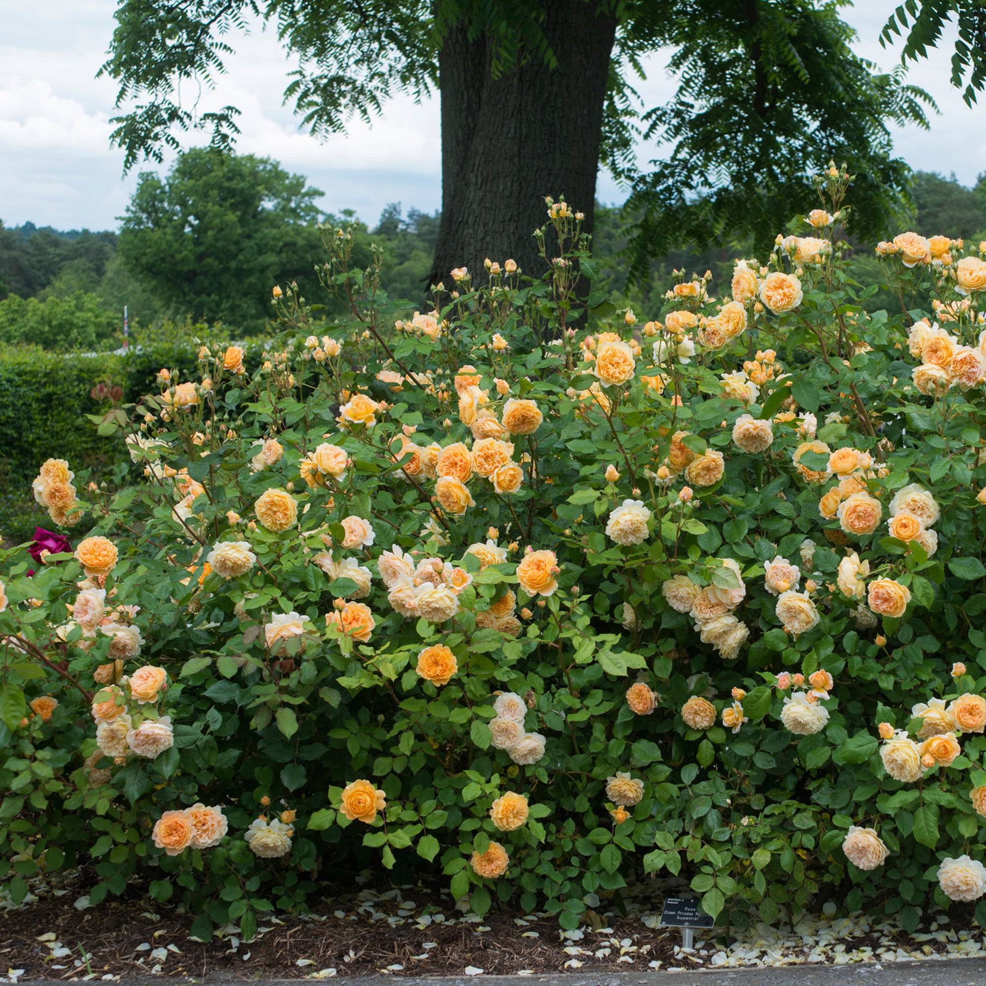 Crown Princess Margareta (Auswinter) | English Shrub Rose | David ...