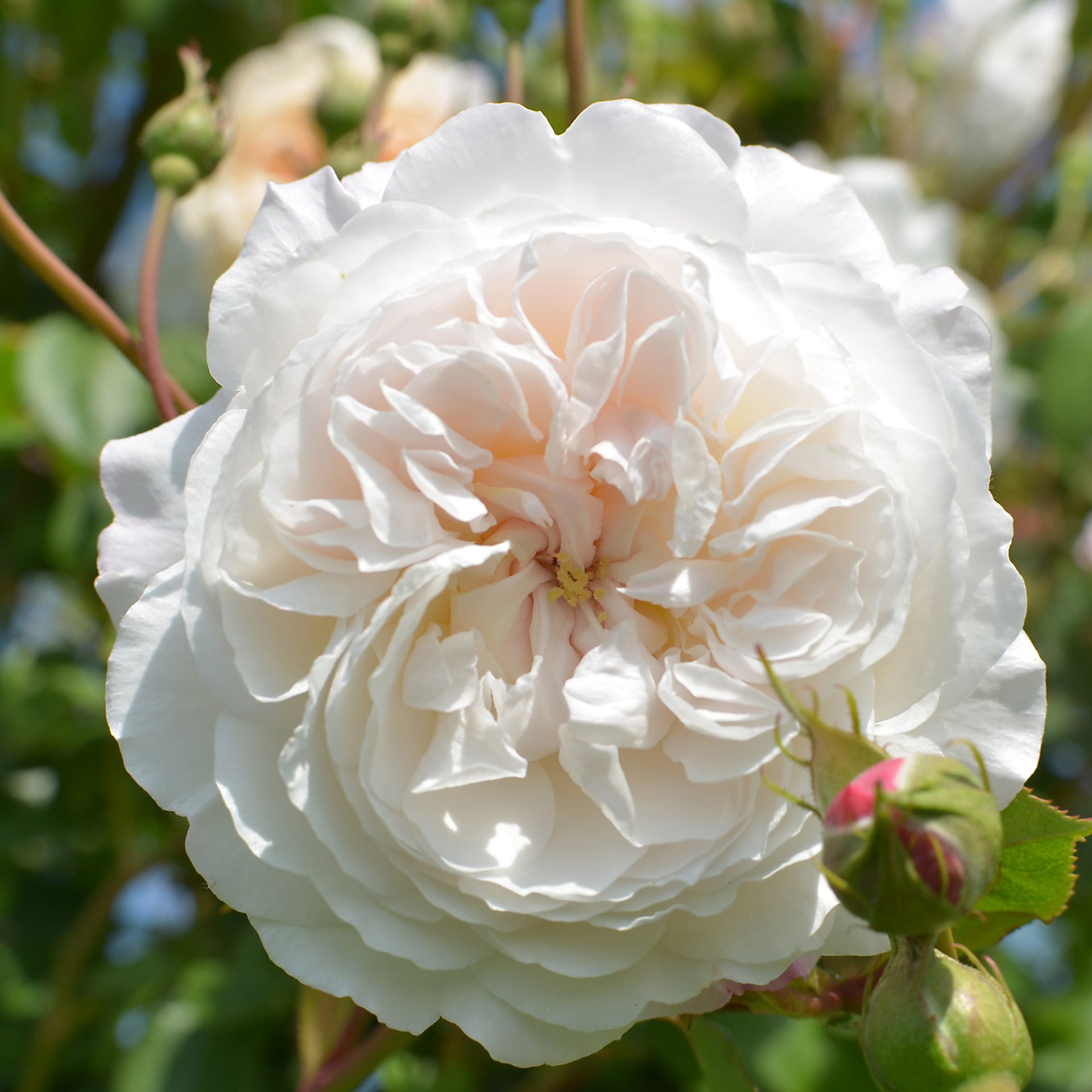 The Albrighton Rambler (Ausmobile) | English Rambling Rose | David ...
