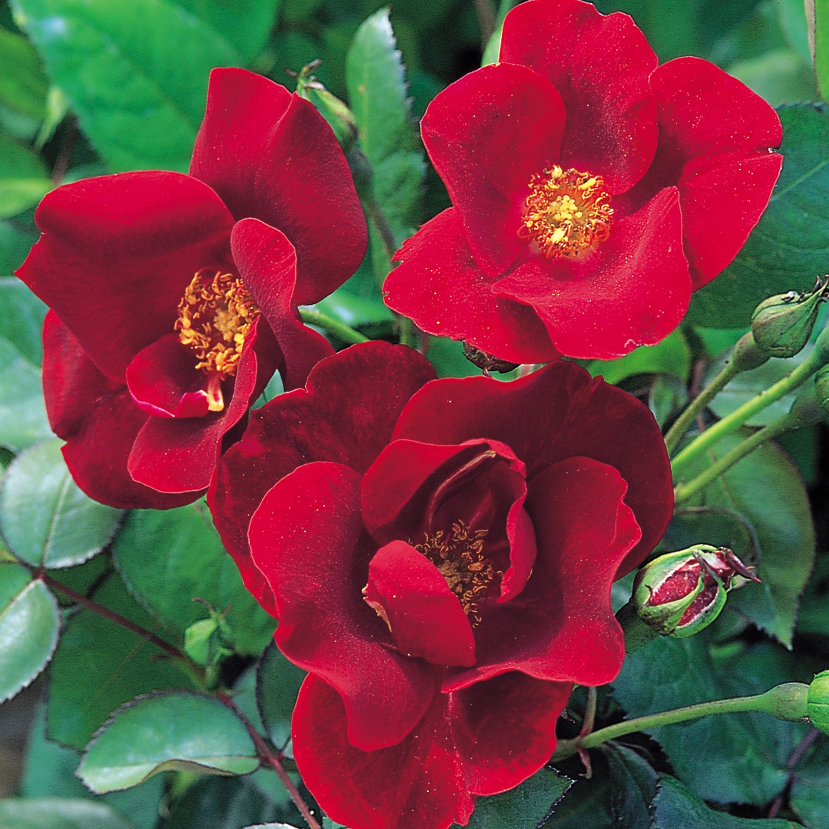 Dusky Maiden | Floribunda | David Austin Roses
