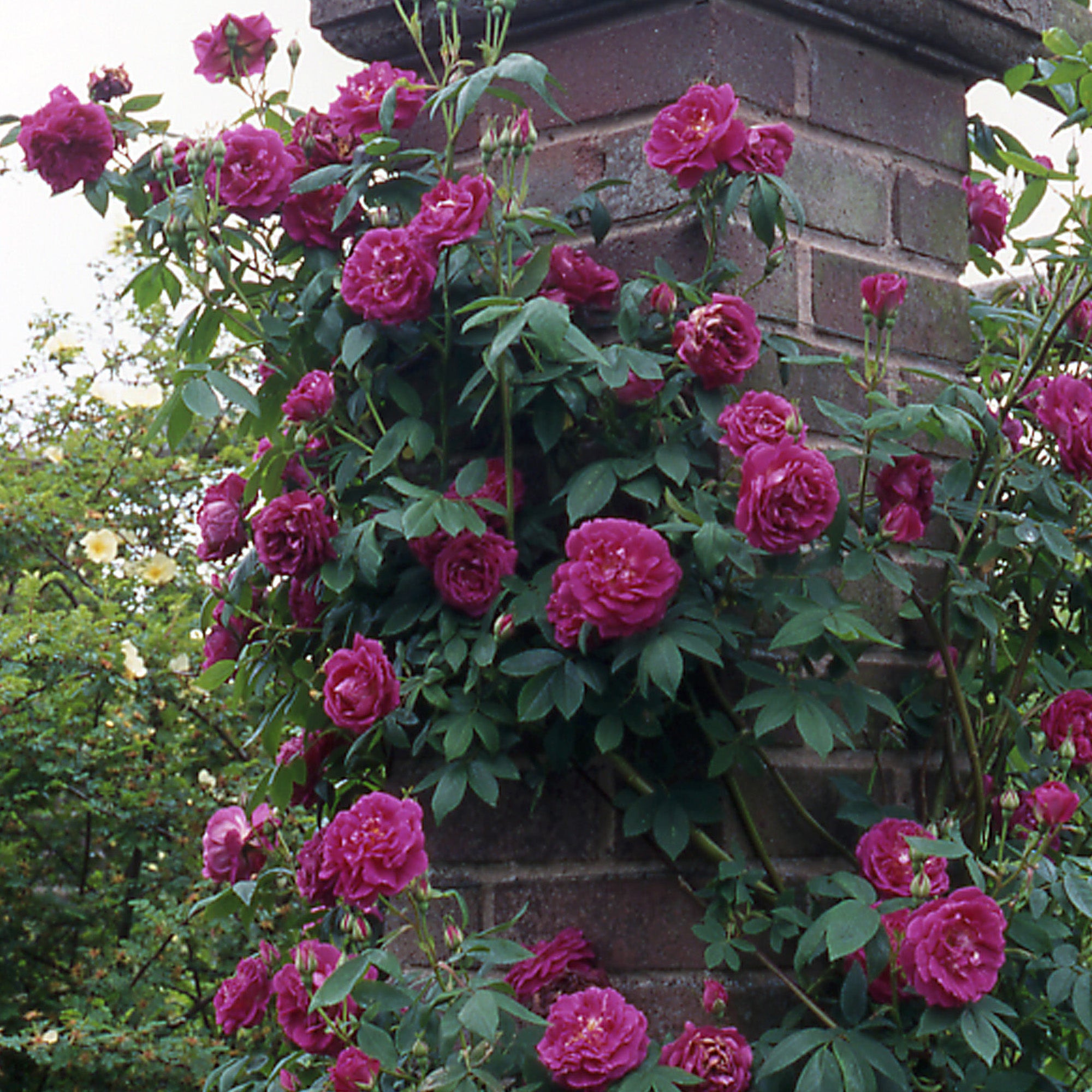 Amadis | Rambling Rose | David Austin Roses