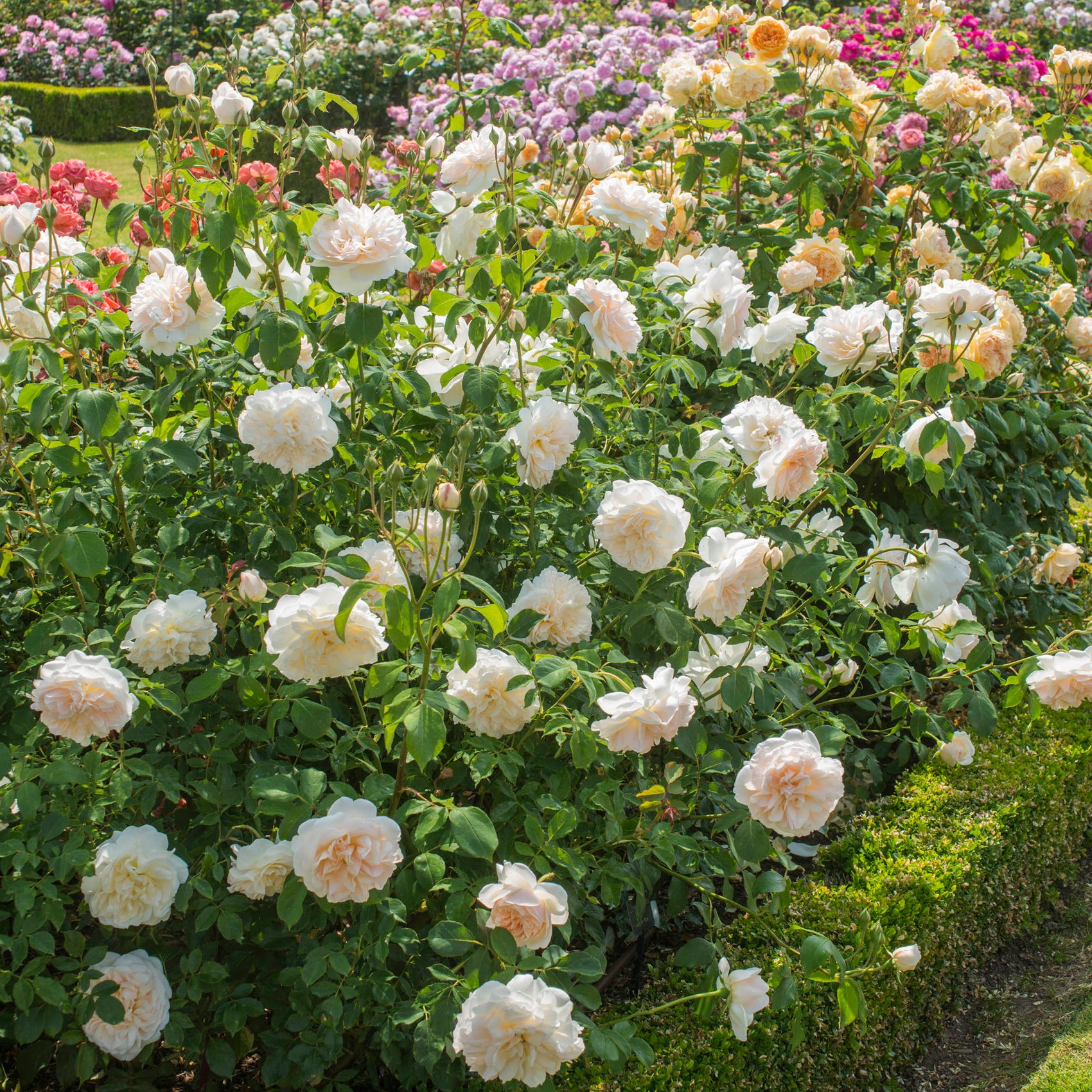 Thornless roses and nearly thornless roses - David Austin Roses