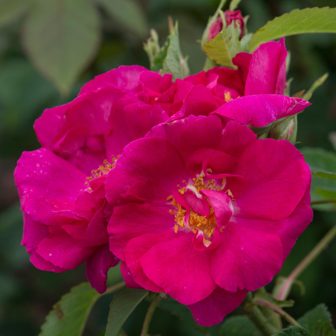 Portland Rose | Old Rose | David Austin Roses