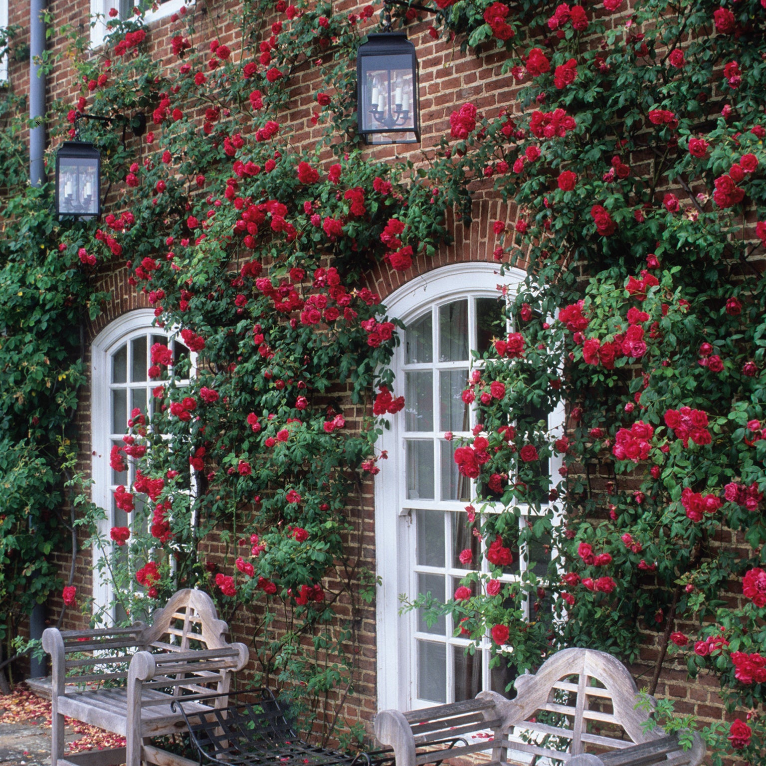 Red Climbing Rose | David Austin Roses